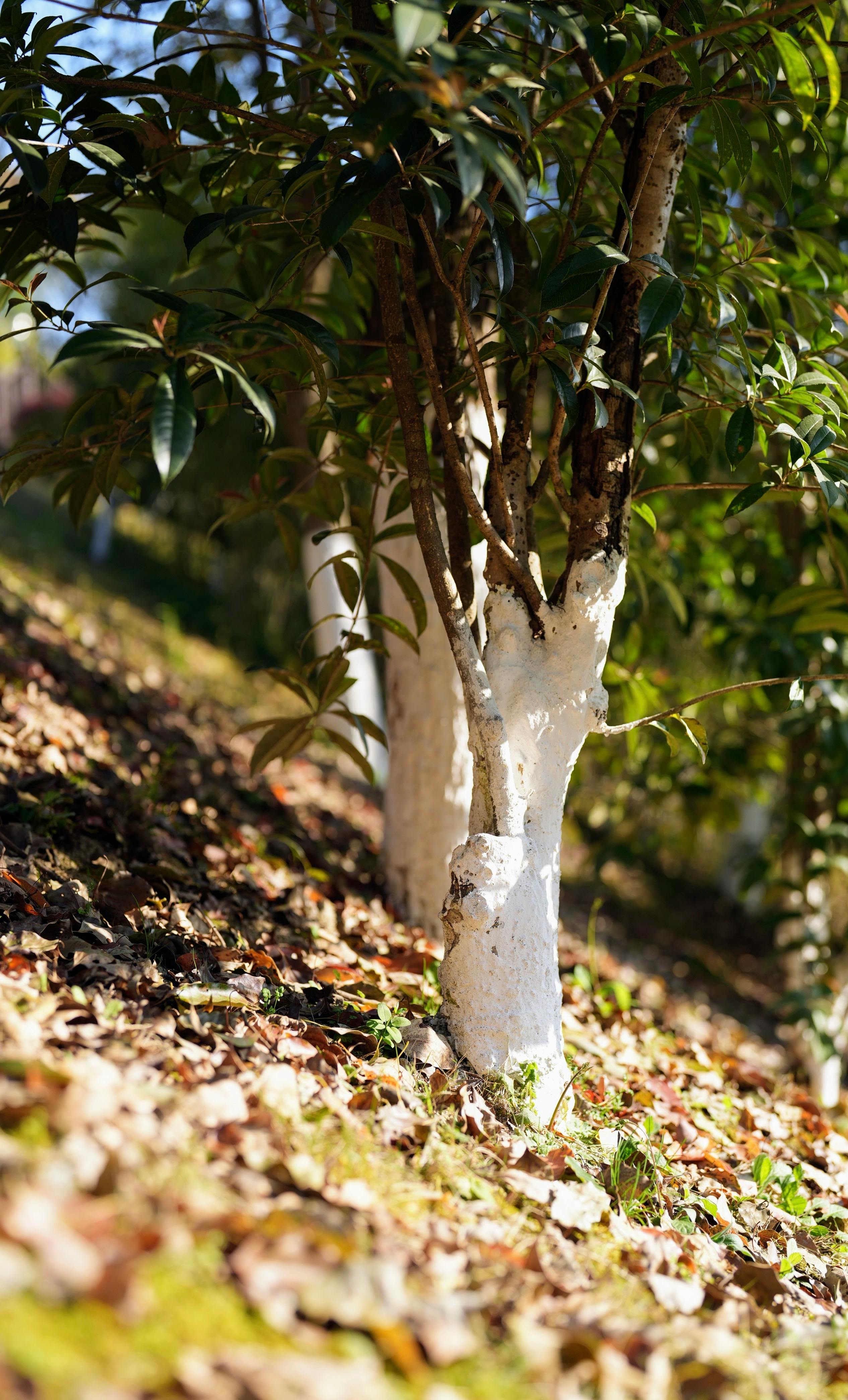 Trees around Shed · Free Stock Photo