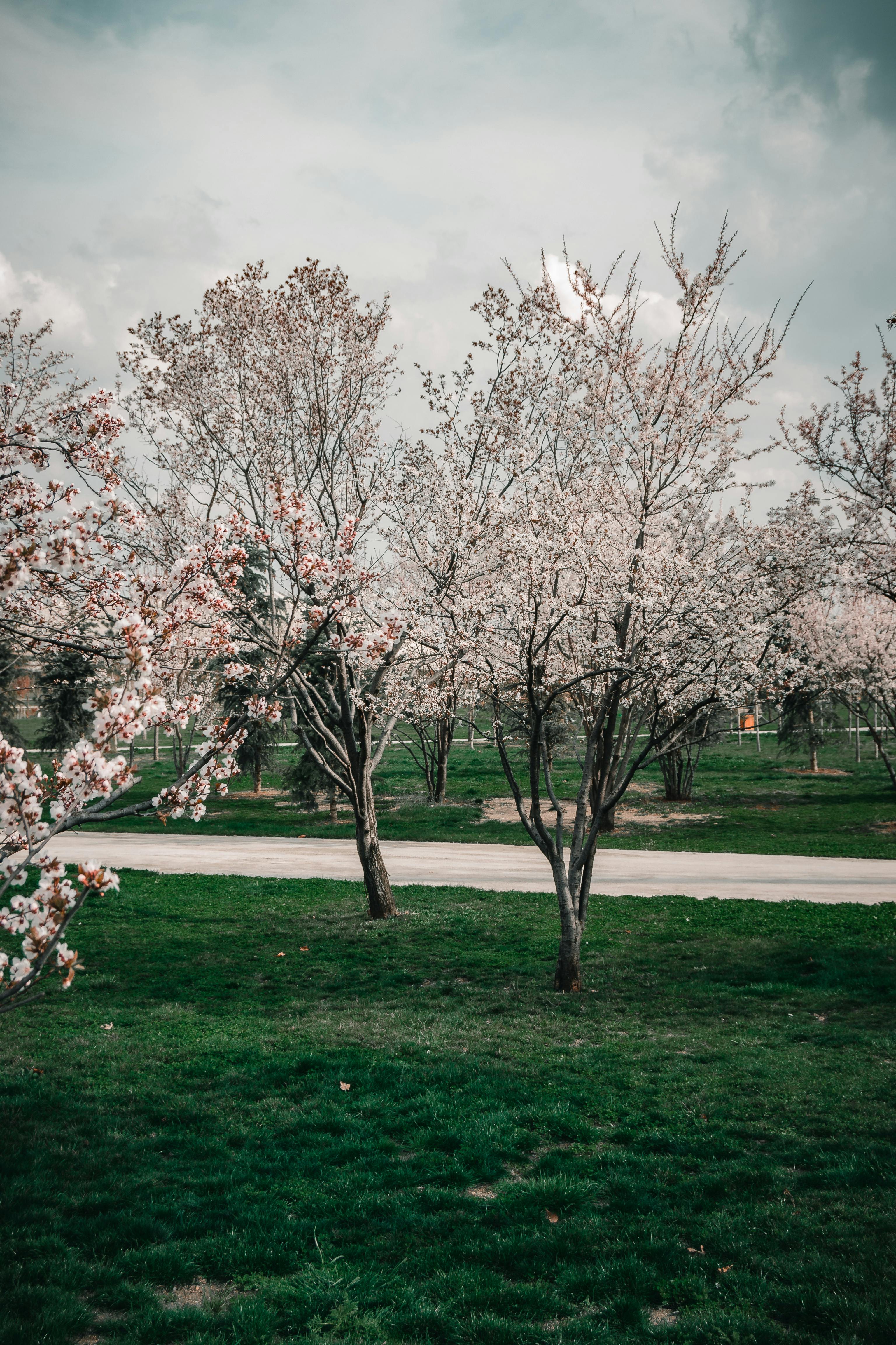 Cherry Trees in Spring · Free Stock Photo