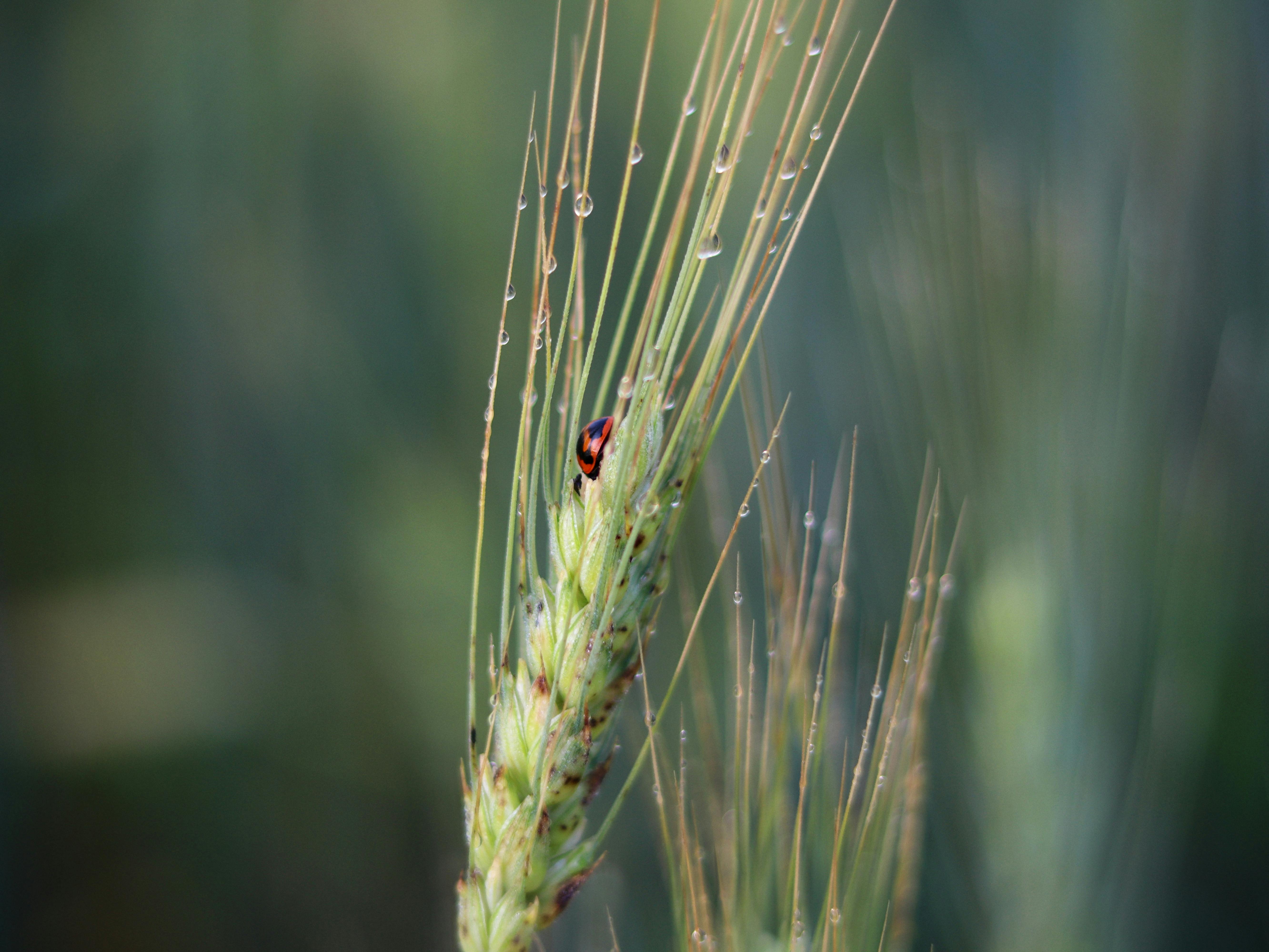 Close-Up Photo of Rye · Free Stock Photo