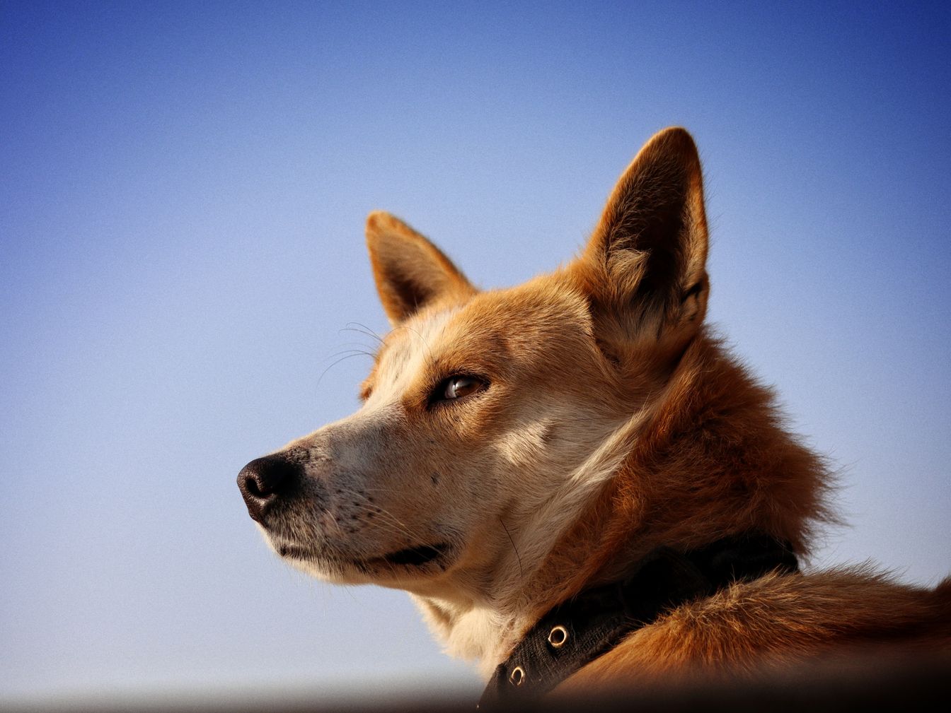 Understanding Australian Wild Dog Behavior and Habitat