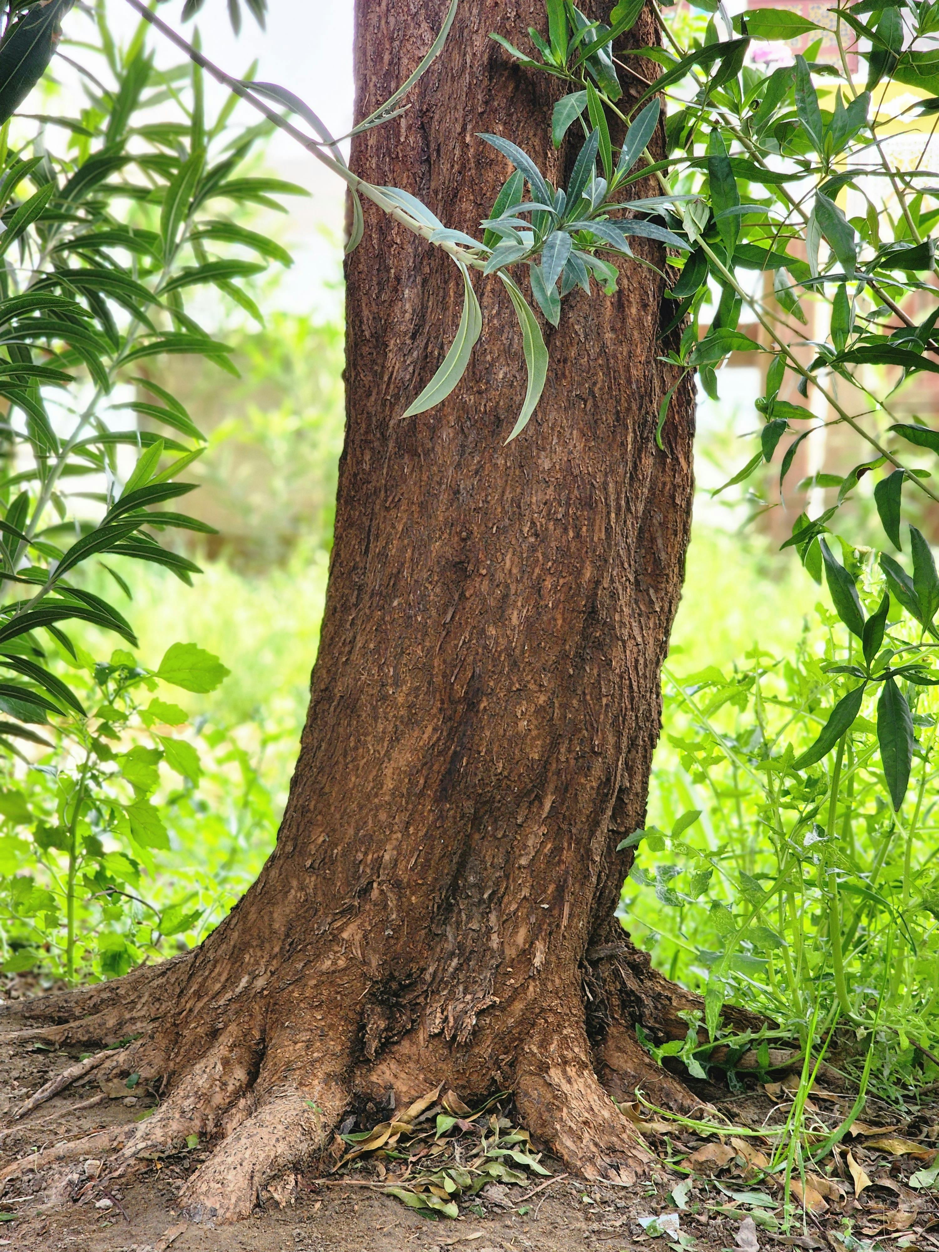 Green Leaves Beside Tree Bark · Free Stock Photo