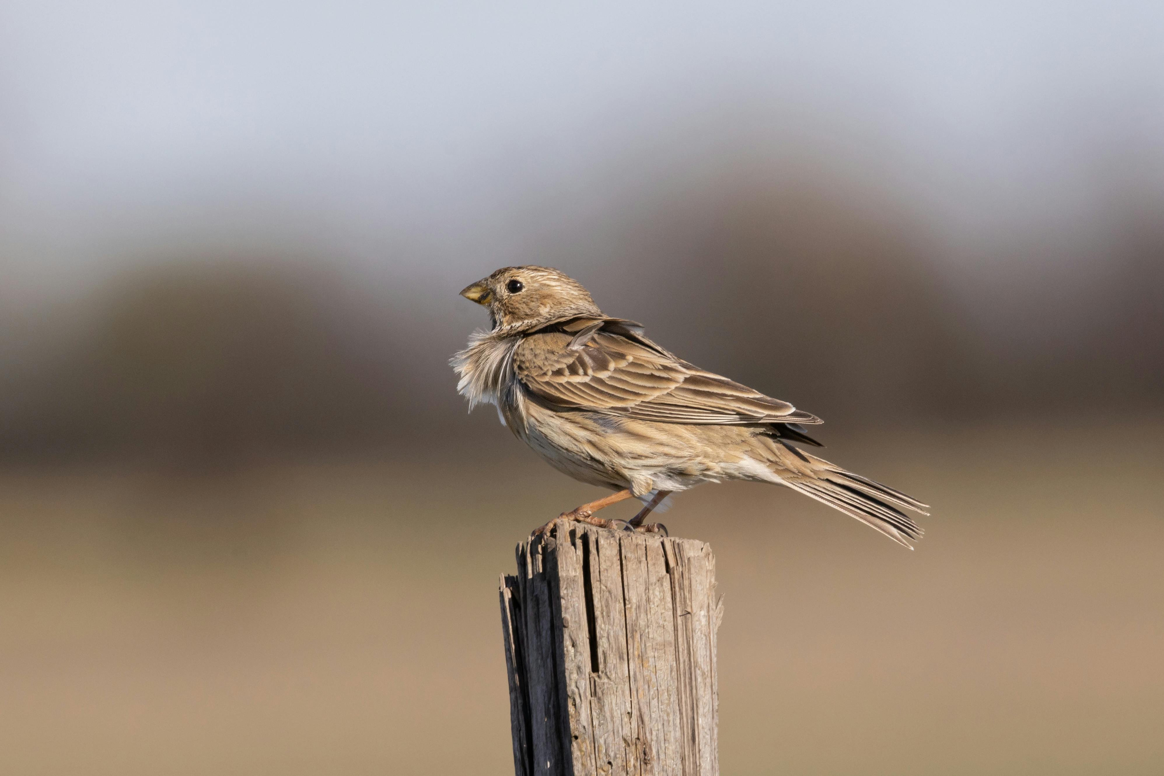 Jacks Sparow Photos, Download The BEST Free Jacks Sparow Stock Photos ...