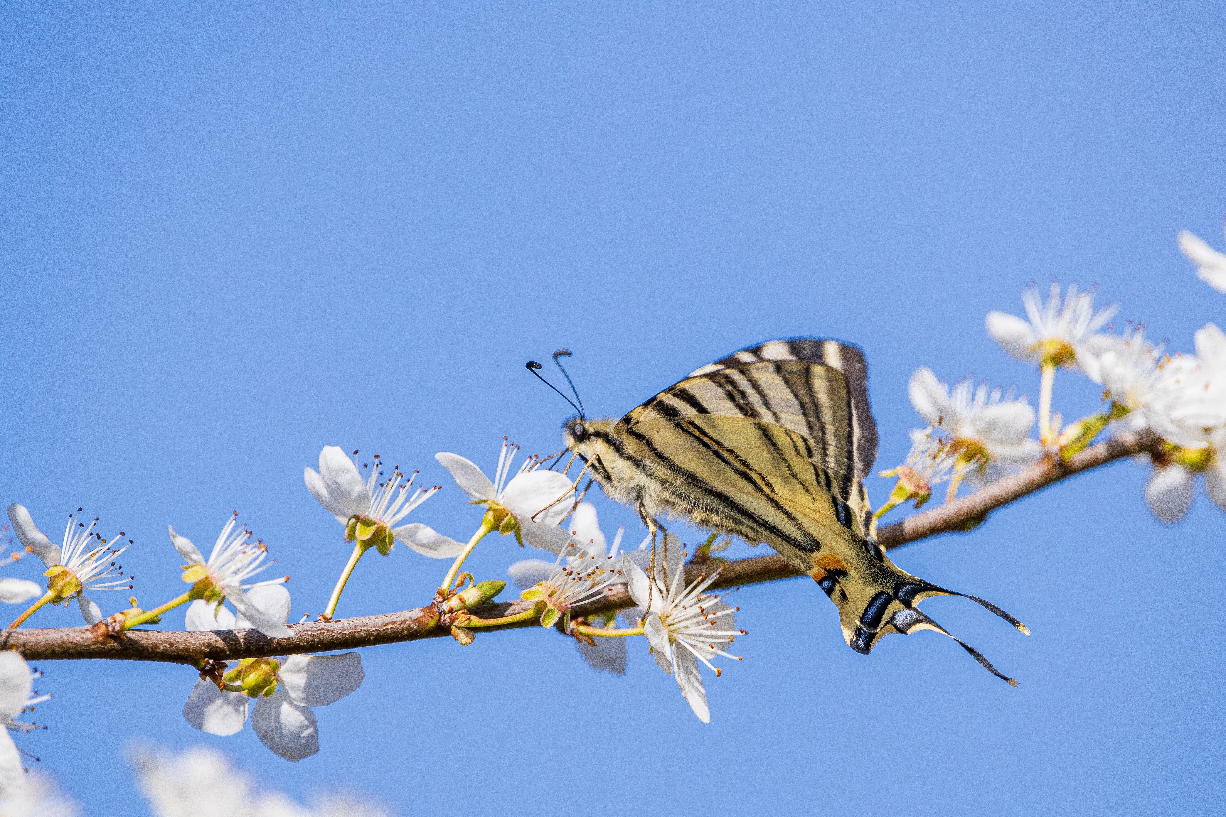 Close-up of a Common Yellow Swallowtail on a Branch with White Flowers ...