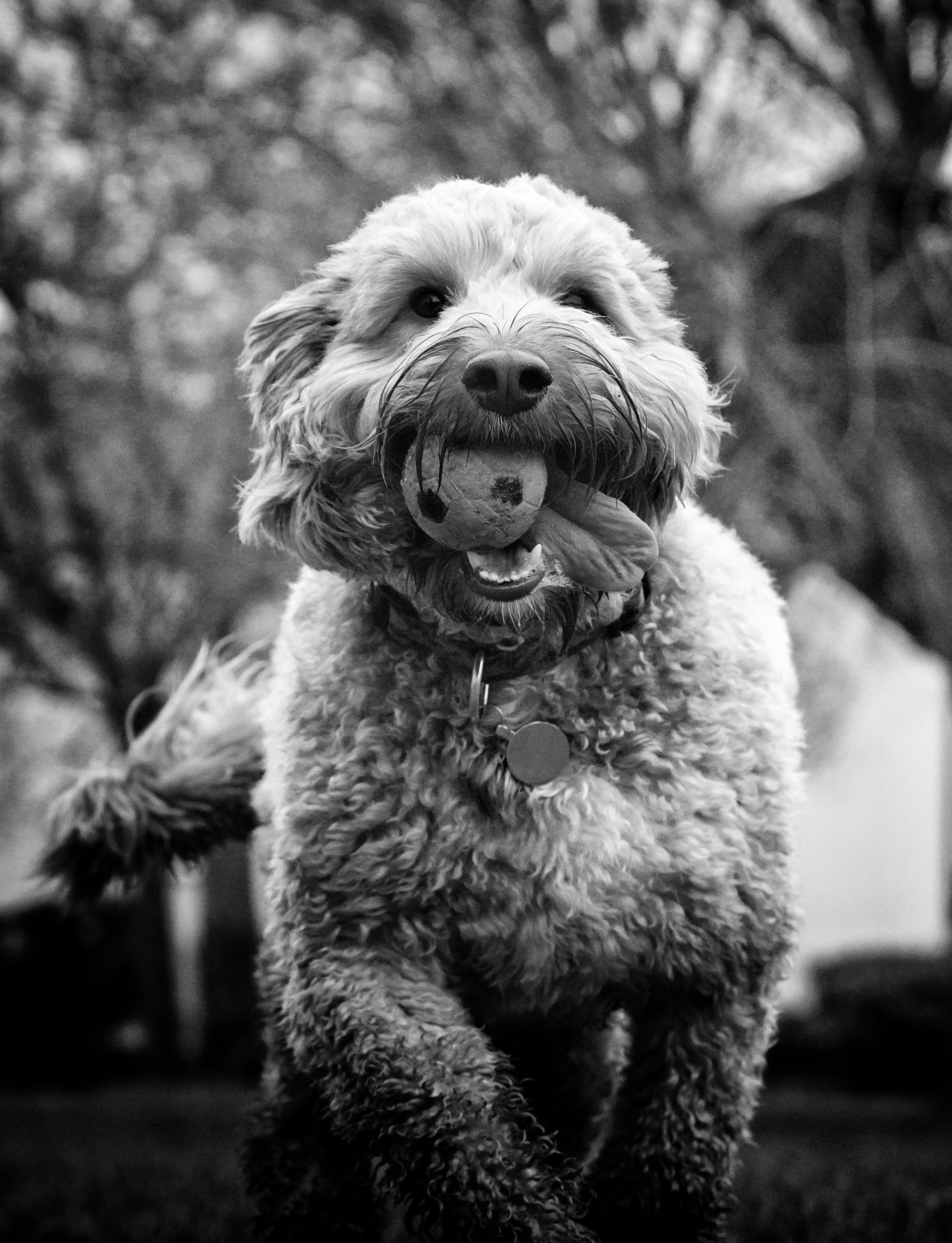 Close up of Cockapoo Dog · Free Stock Photo