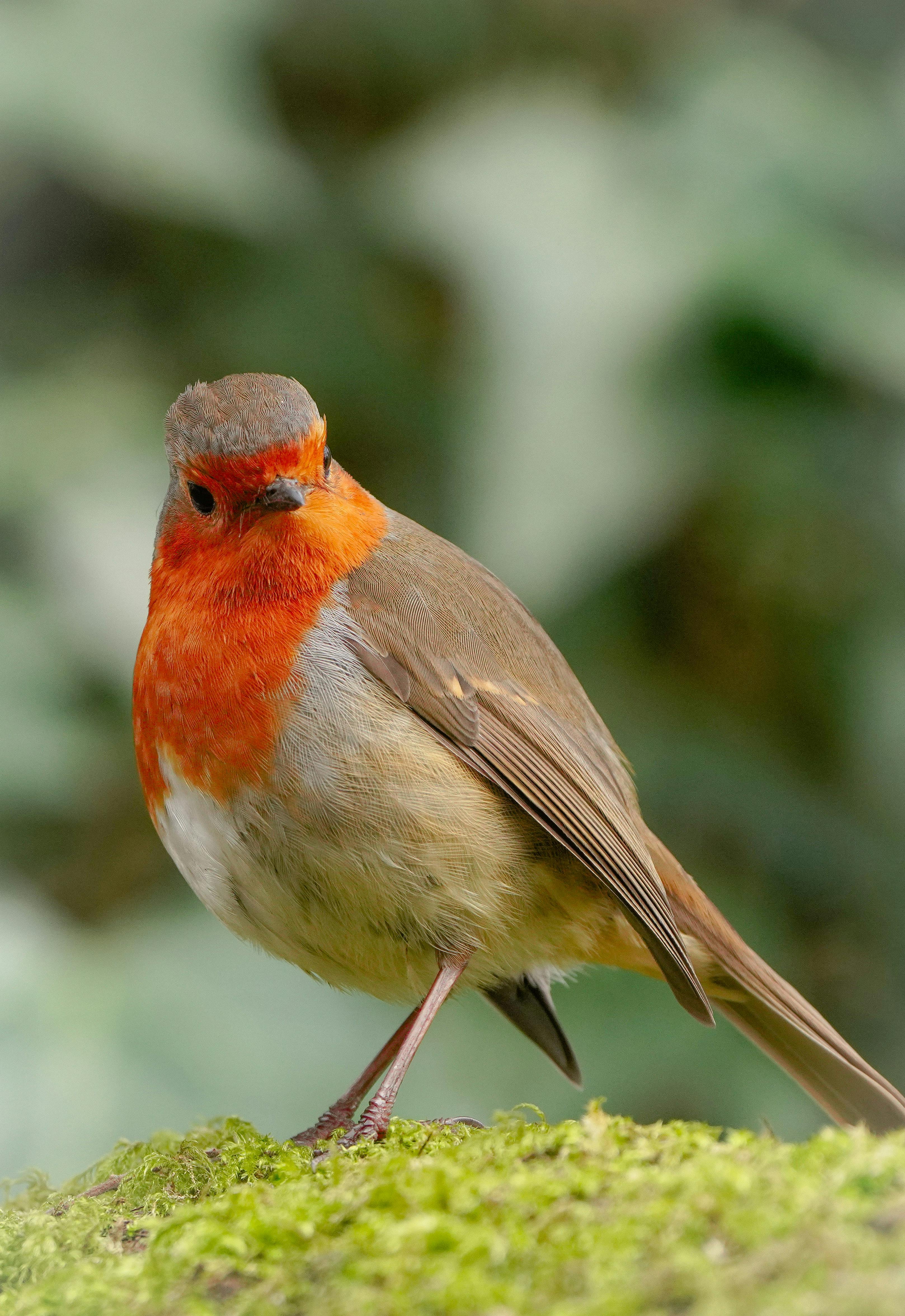Small Robin Bird · Free Stock Photo