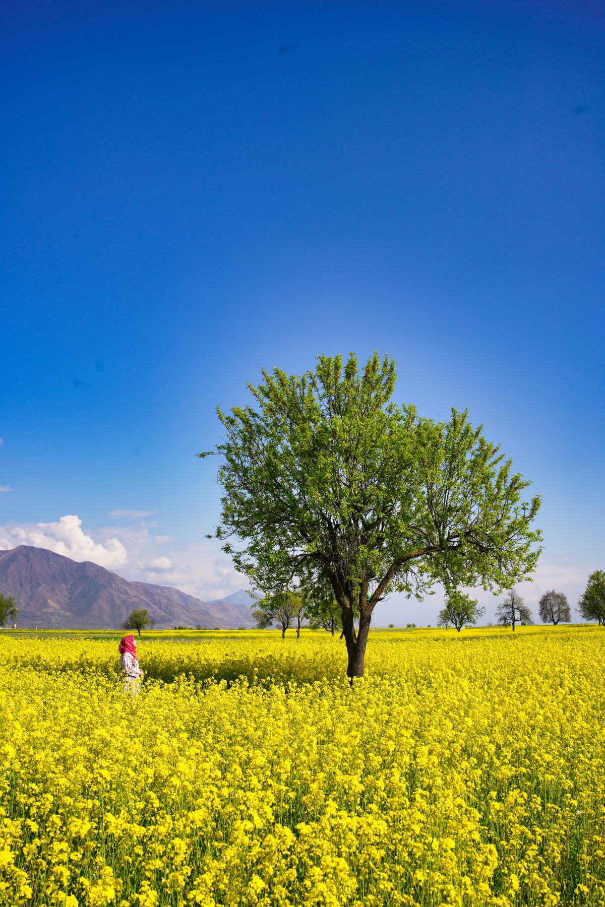 Mustard Tree Photos, Download The BEST Free Mustard Tree Stock Photos ...