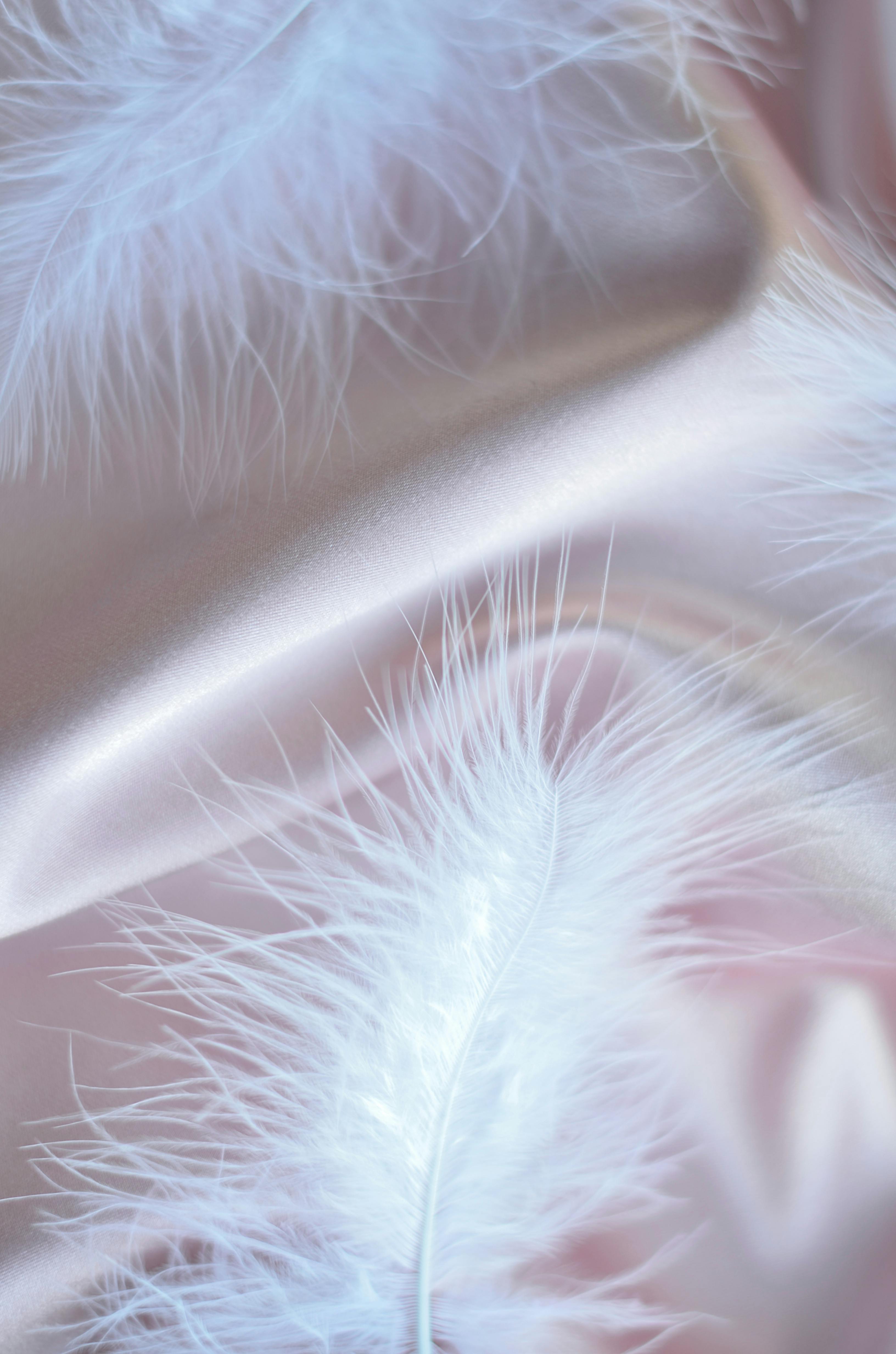 bird feather · Free Stock Photo