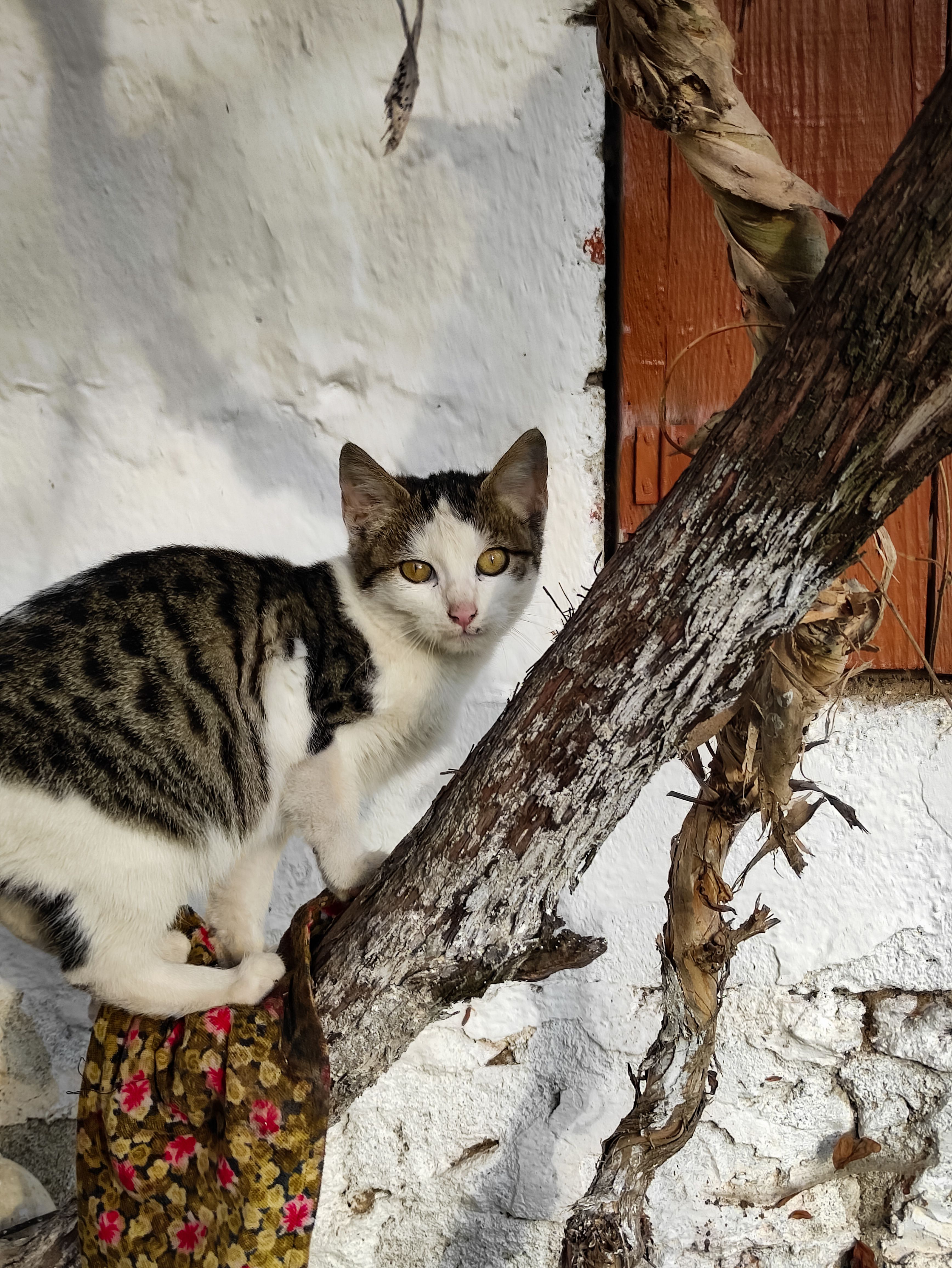 Cat Climbing a Tree · Free Stock Photo