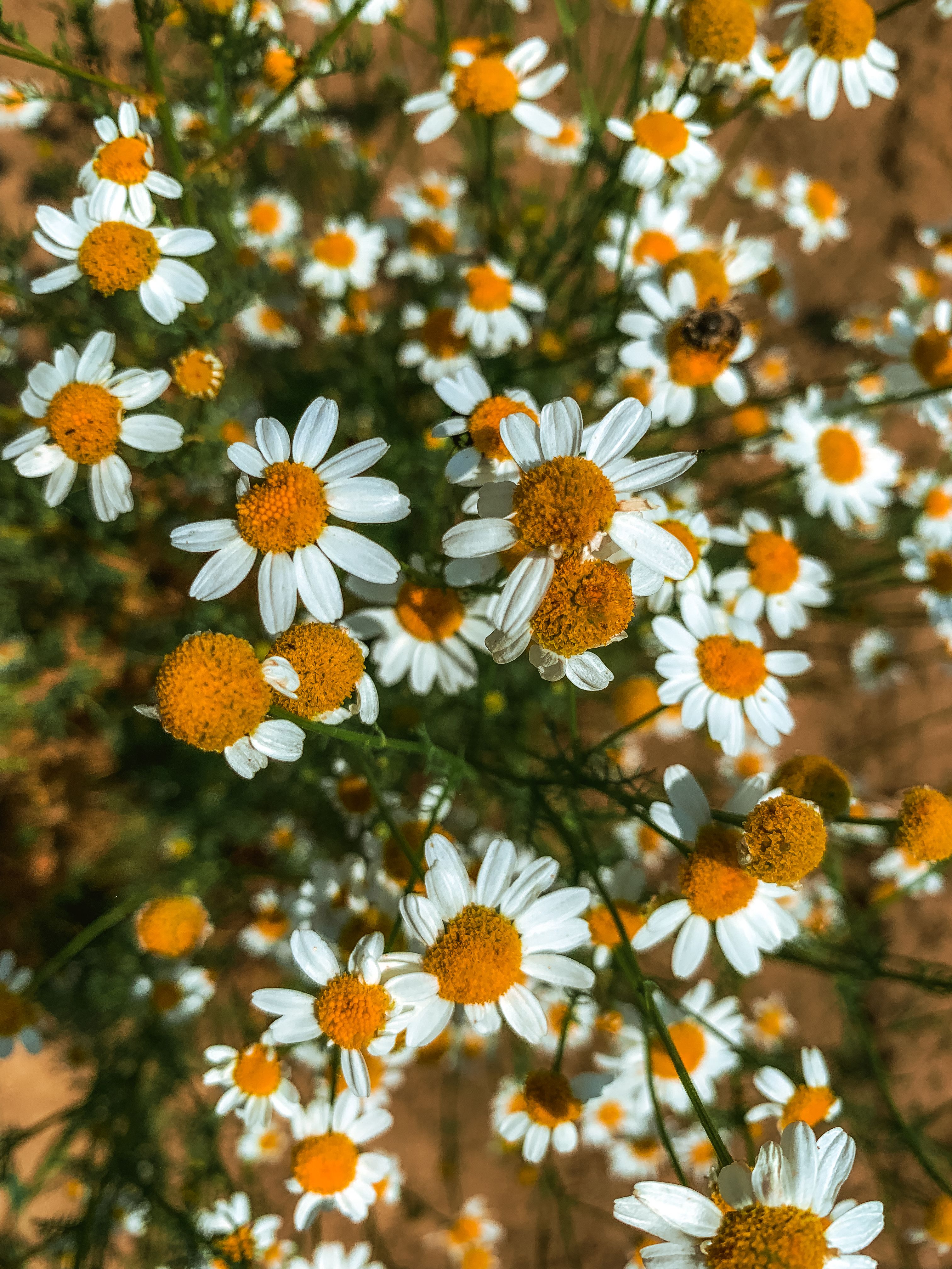 Close-up of Feverfew Flowers · Free Stock Photo