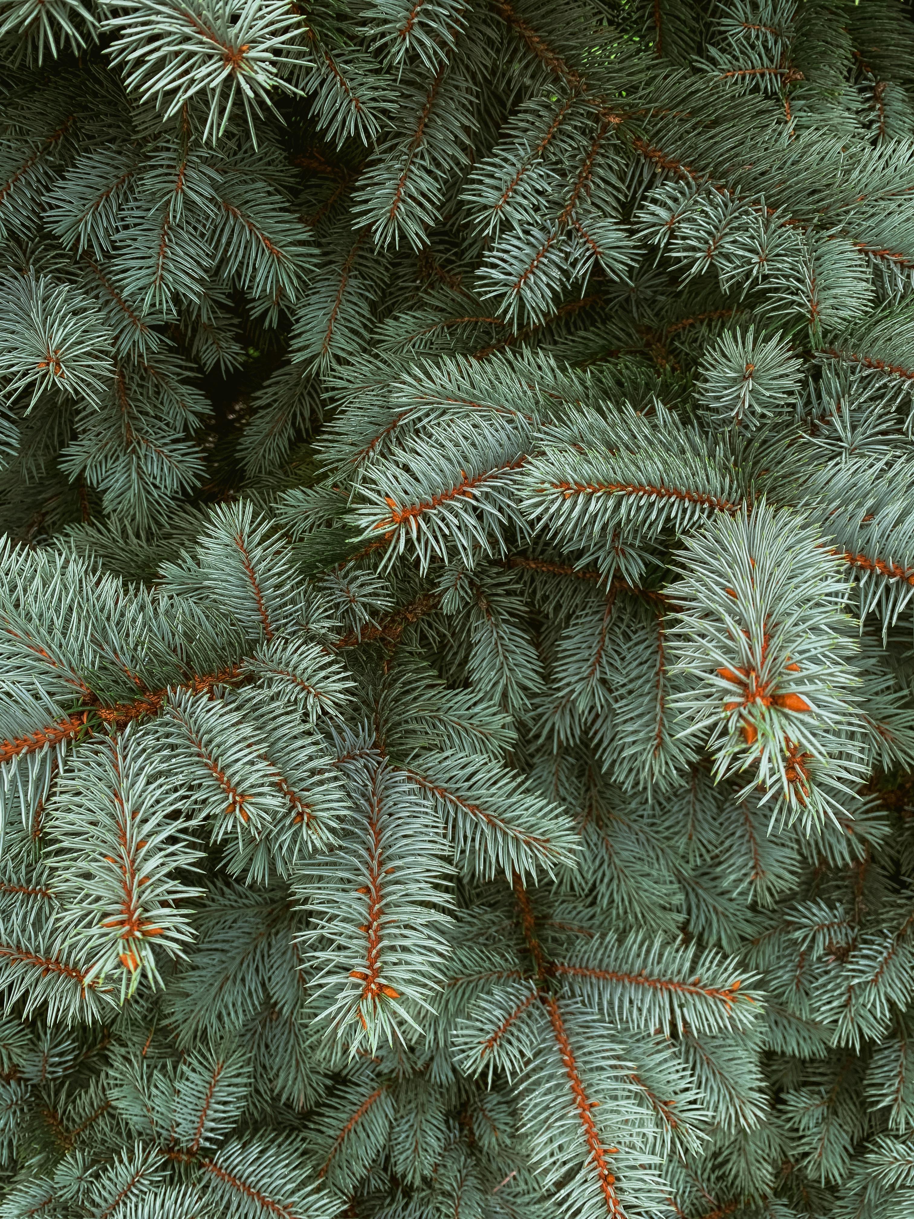 Evergreen Needle Branches · Free Stock Photo