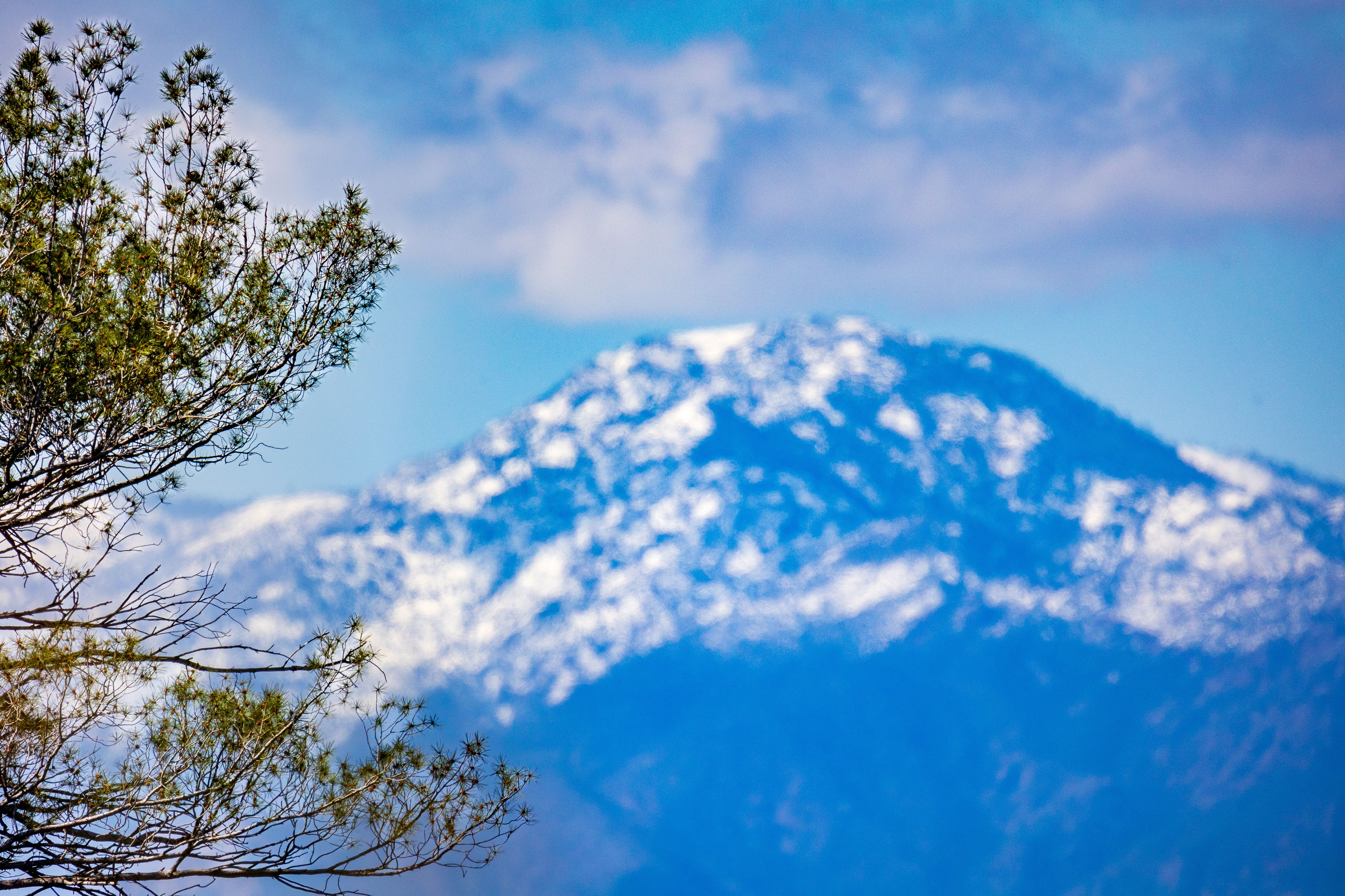 Tree Branches and a Snowcapped Mountain in the Background · Free Stock ...