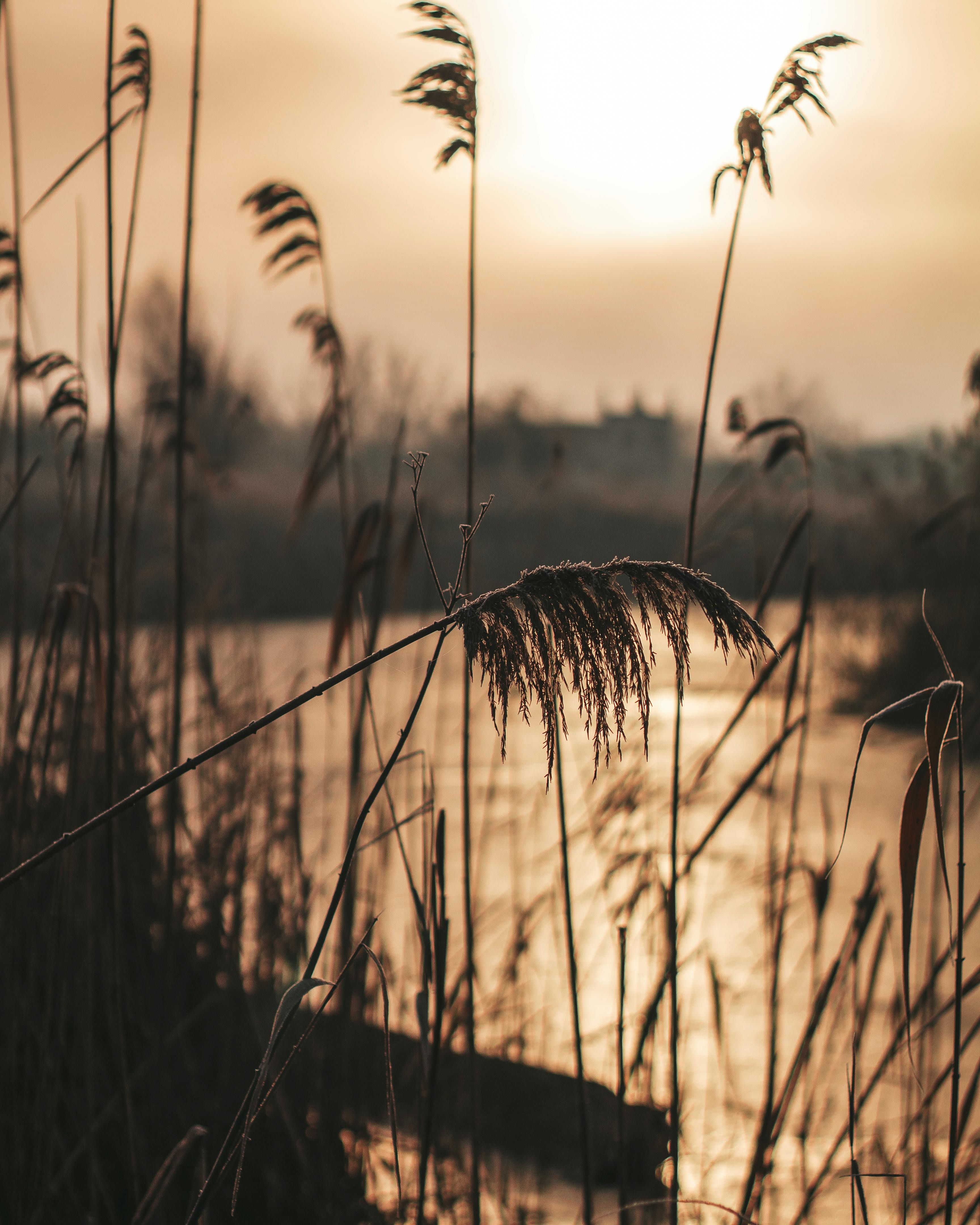 Aesthetic Reed Photos, Download The BEST Free Aesthetic Reed Stock ...