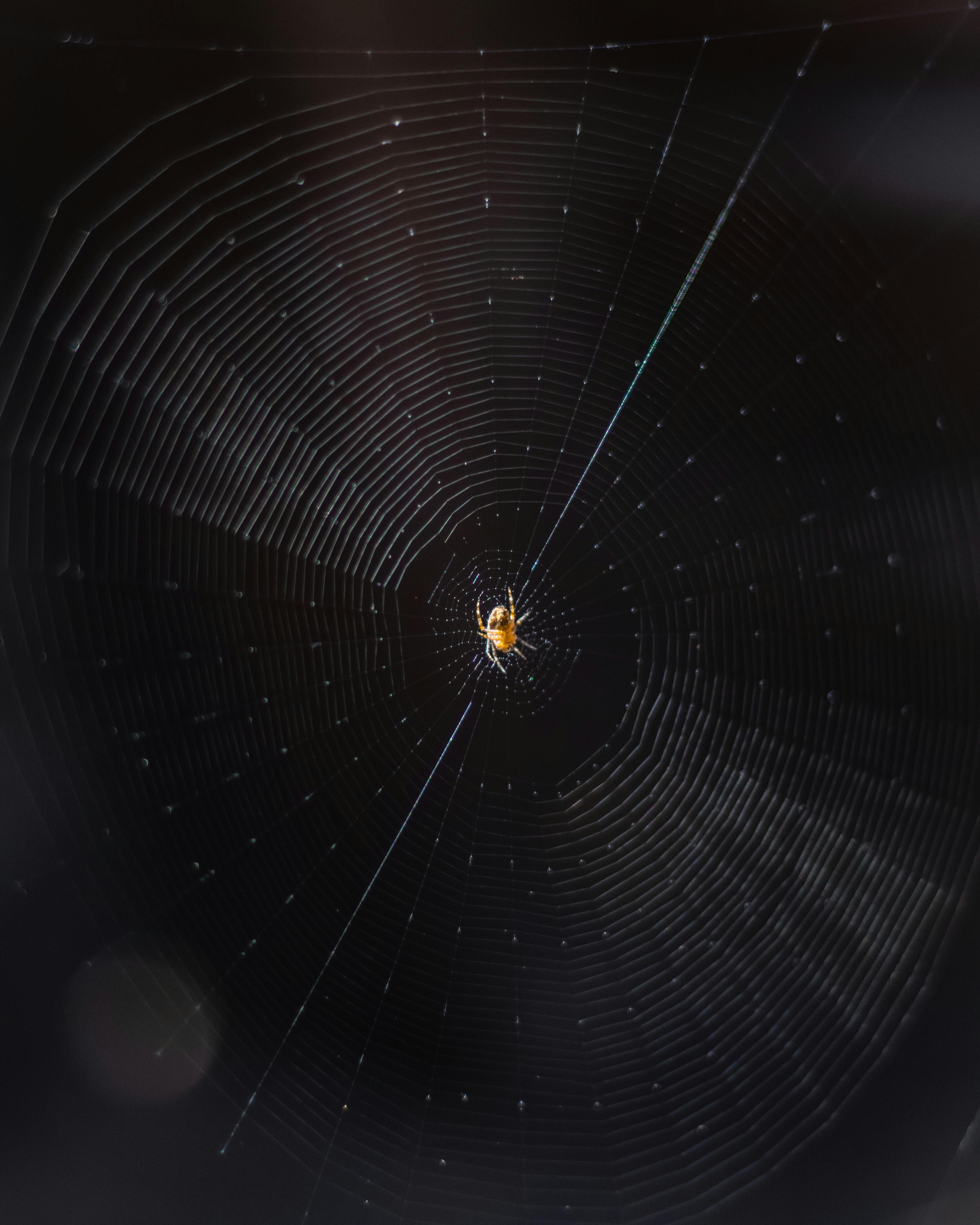 Dark Pattern Photos, Download The BEST Free Dark Pattern Stock Photos ...