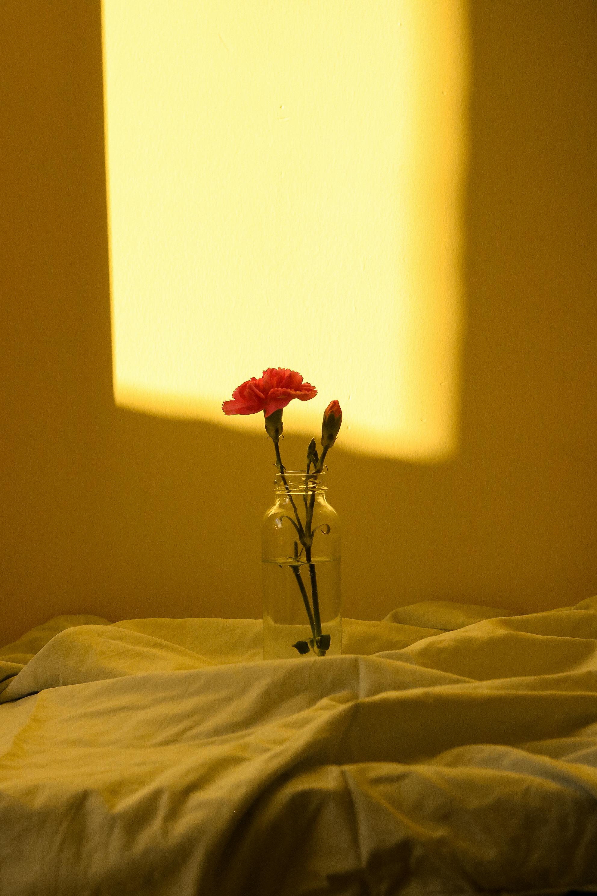 Light and Shadow on Flower in Vase at Home · Free Stock Photo