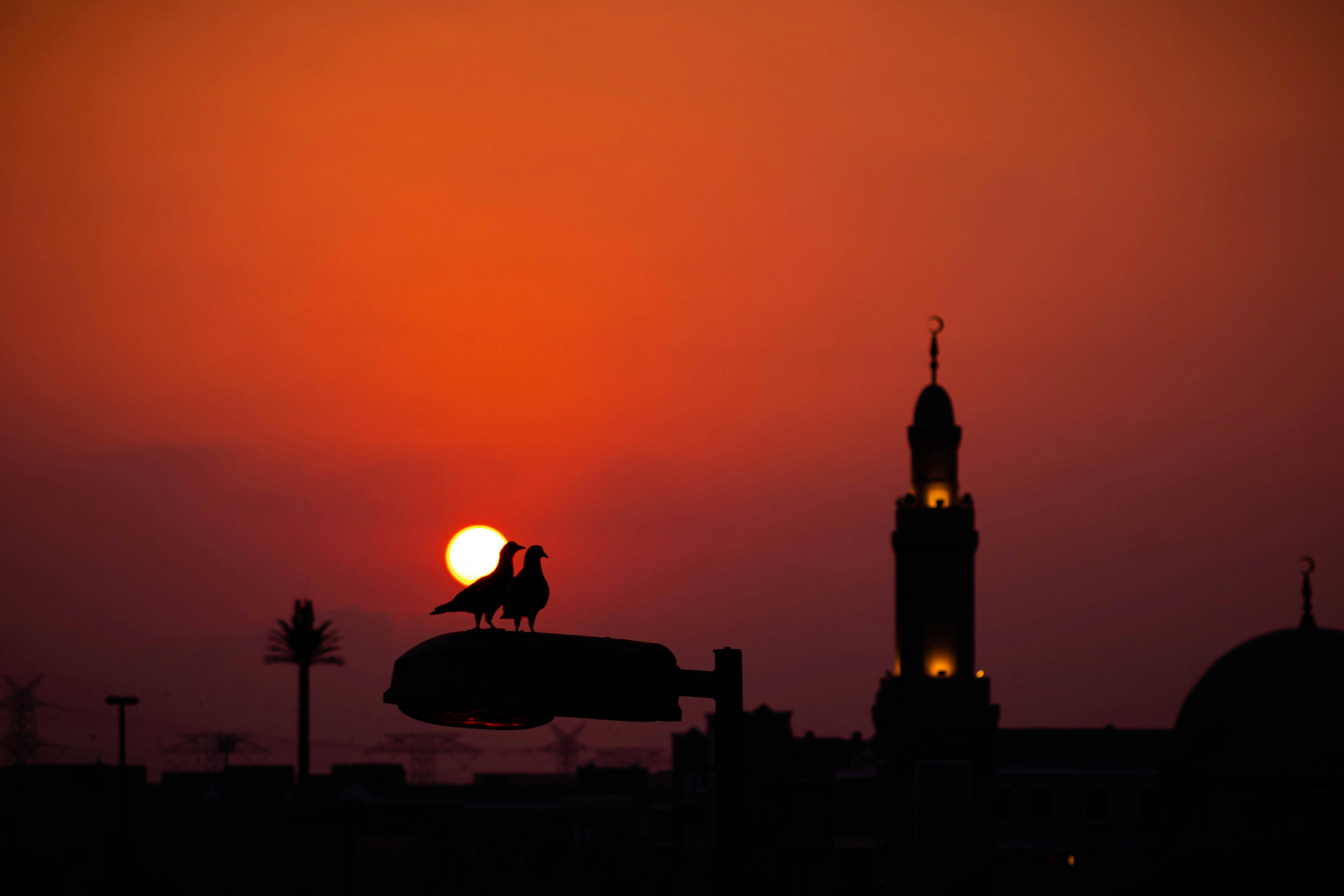 Unique Animals Photos, Download The BEST Free Unique Animals Stock ...