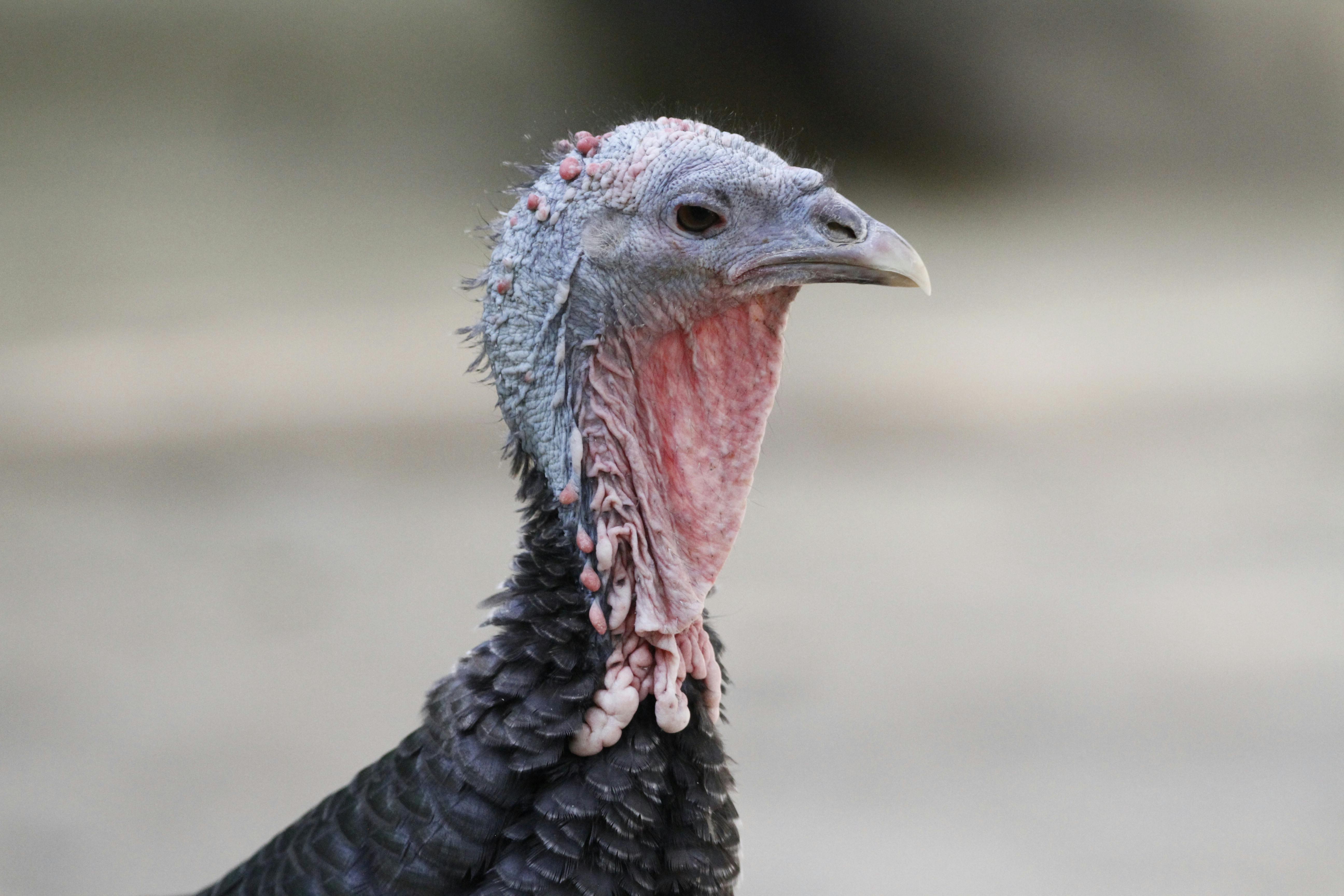 Wild Turkey · Free Stock Photo
