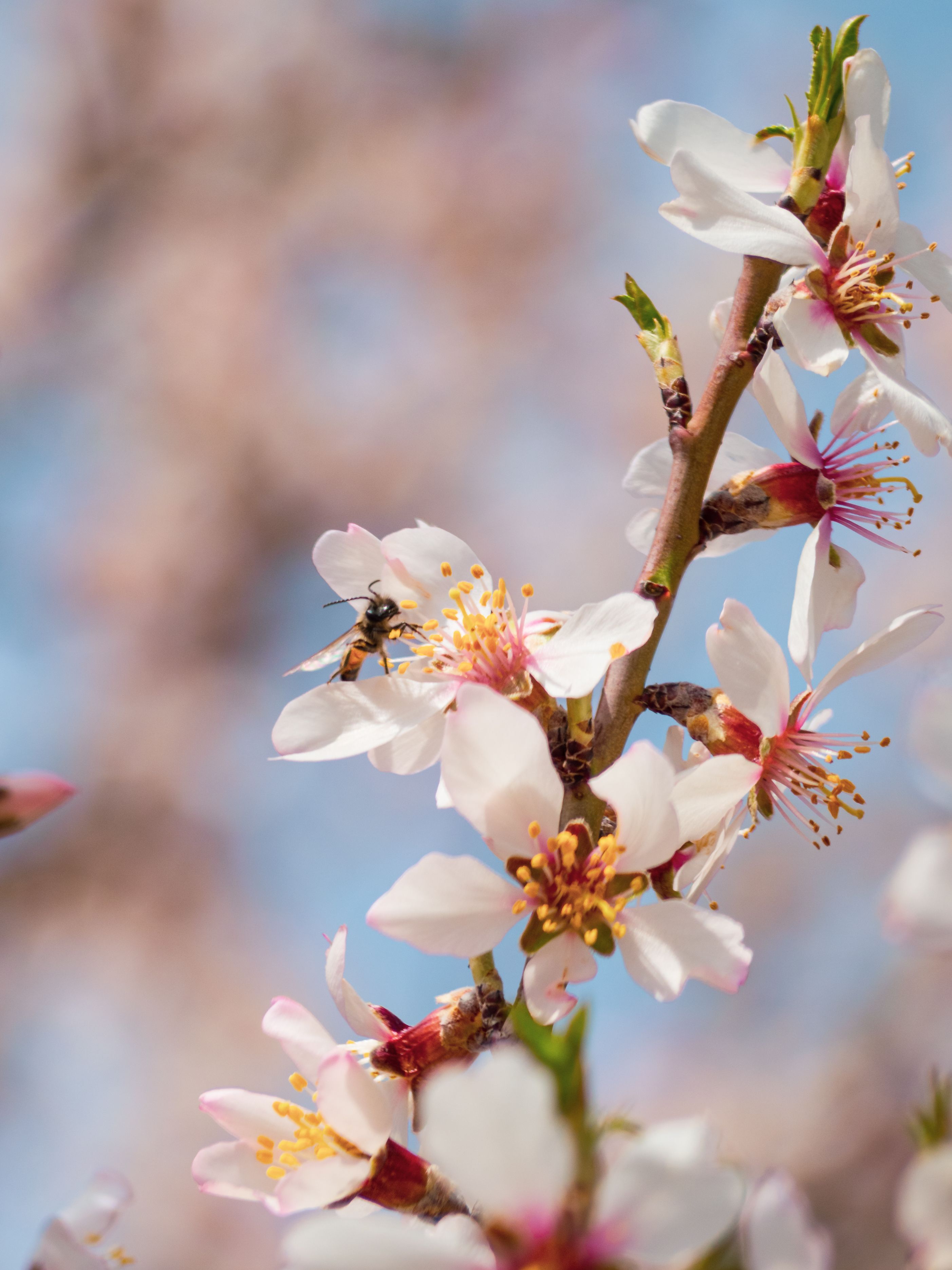 Cherry Blossoming Tree Branch · Free Stock Photo