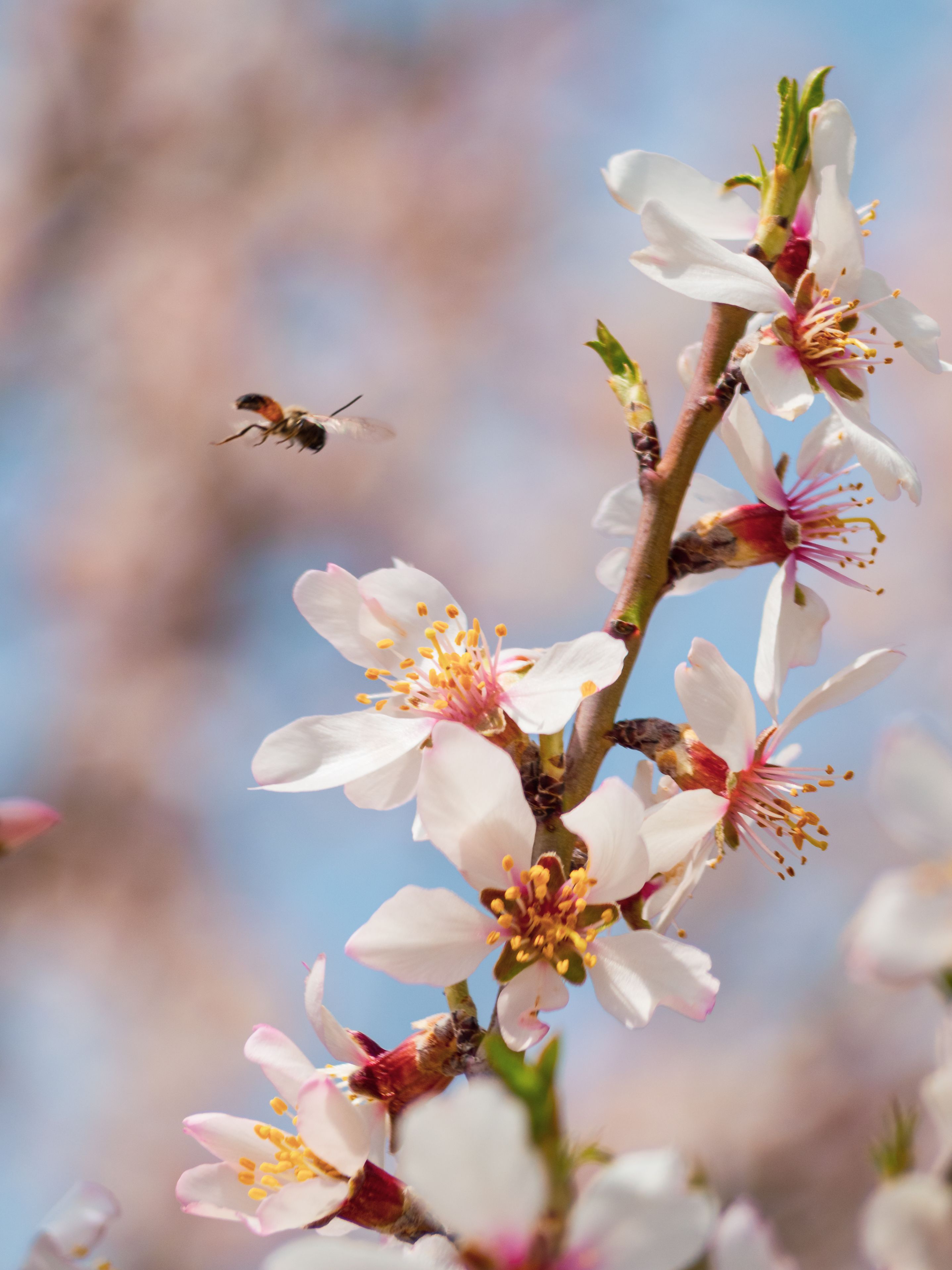 Close-up of a Bee next to a Cherry Blossom Branch · Free Stock Photo