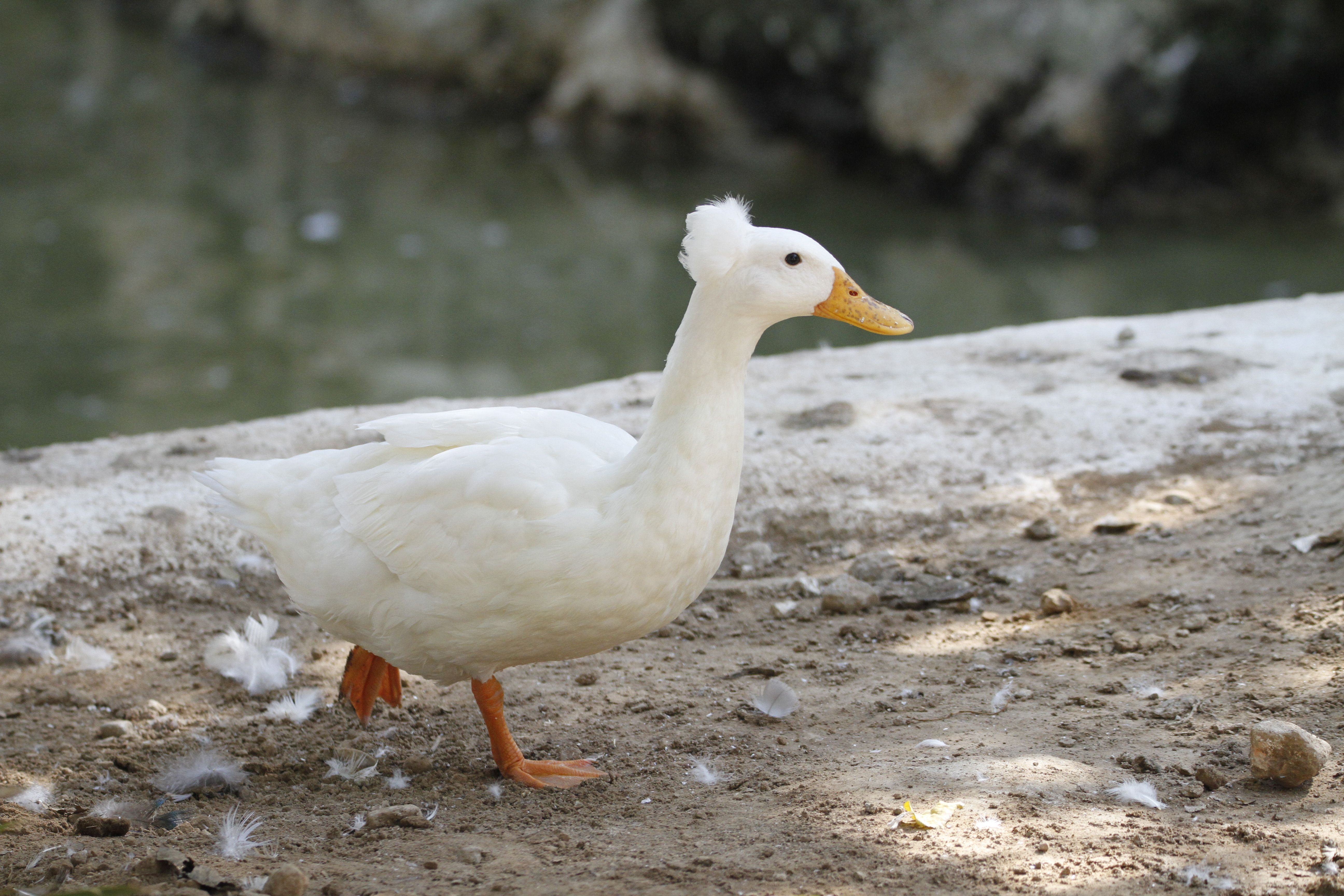 Pekin Duck Photos, Download The BEST Free Pekin Duck Stock Photos & HD ...