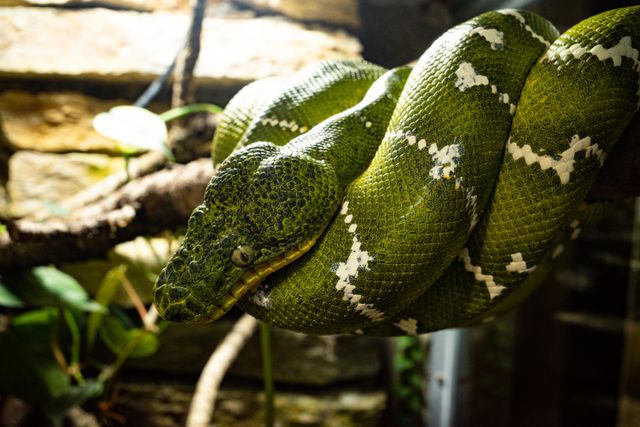 How to Care for Your Tube Snake Plant Successfully