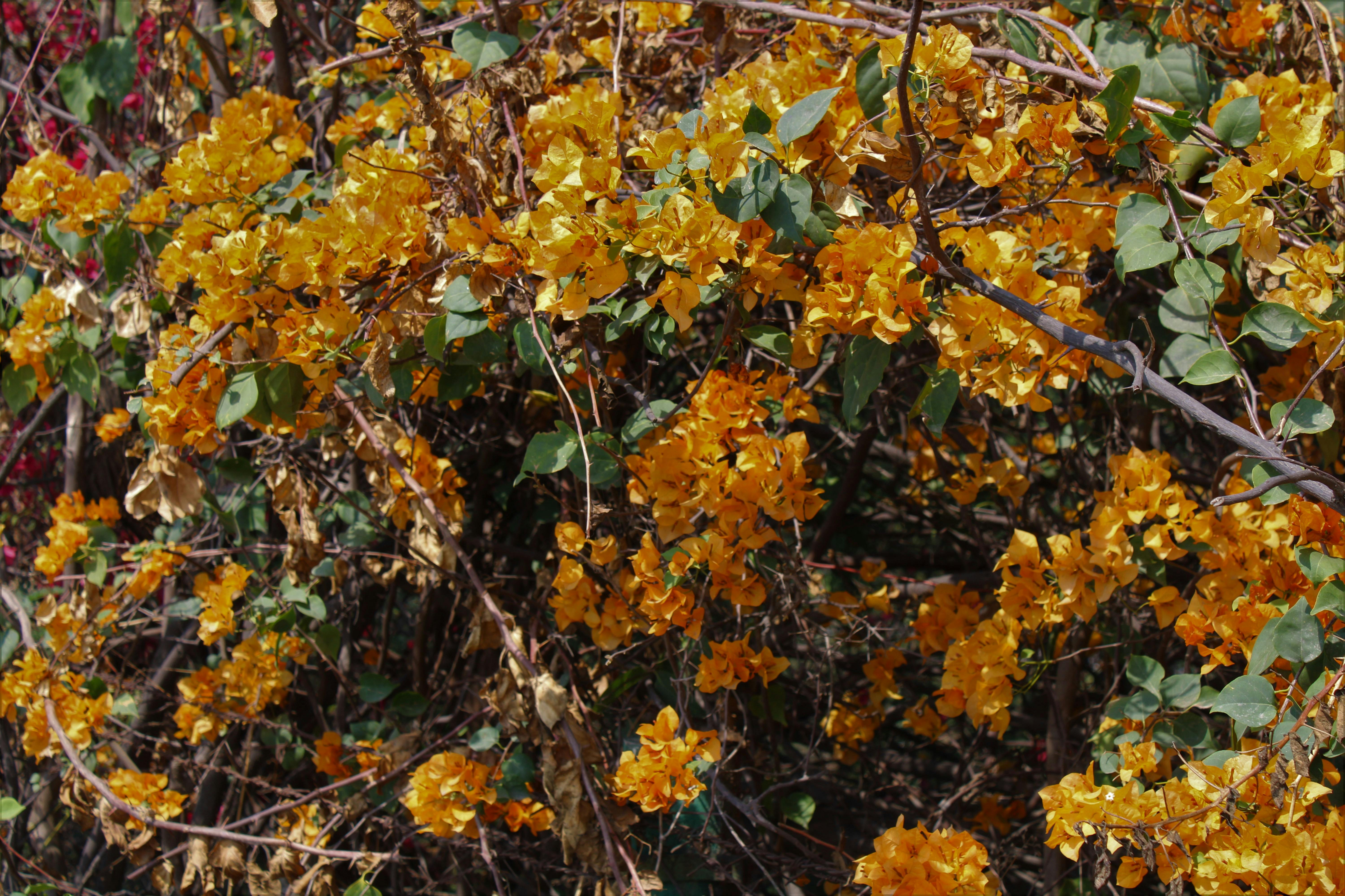Antara Verma - Fotoğrafçılık
