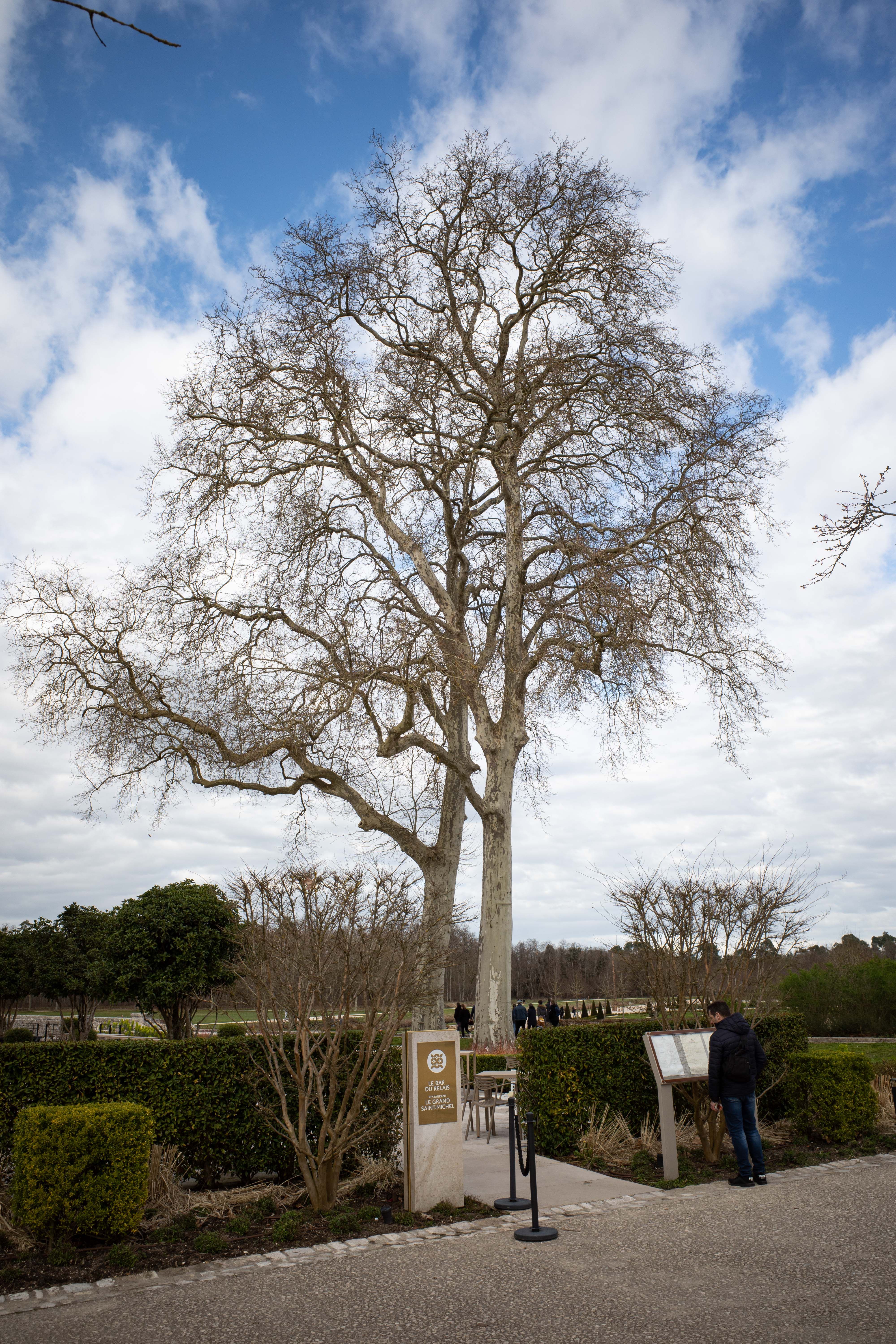 Tree Monument in Urban Park · Free Stock Photo