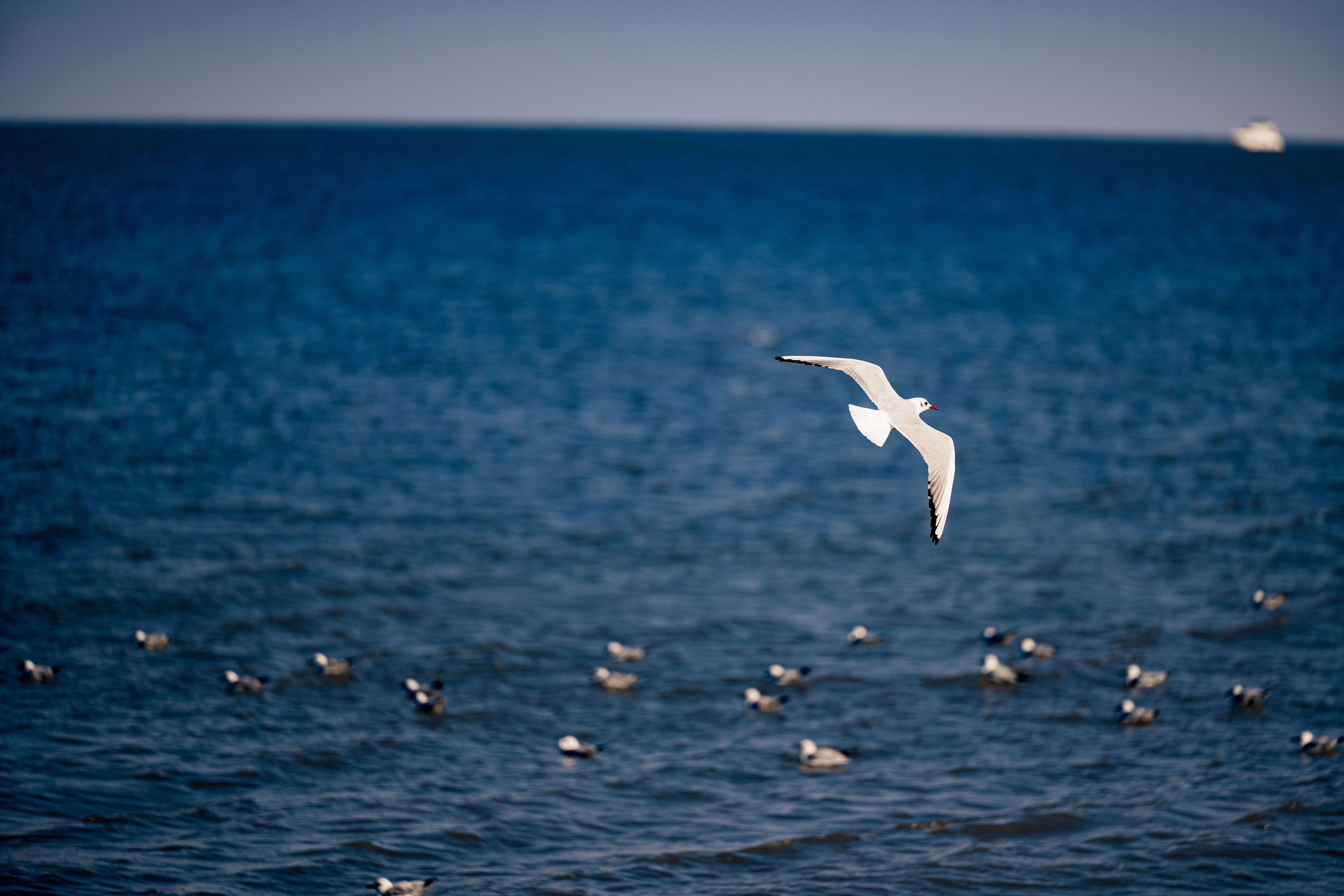Photograph of a Seagull Flying · Free Stock Photo