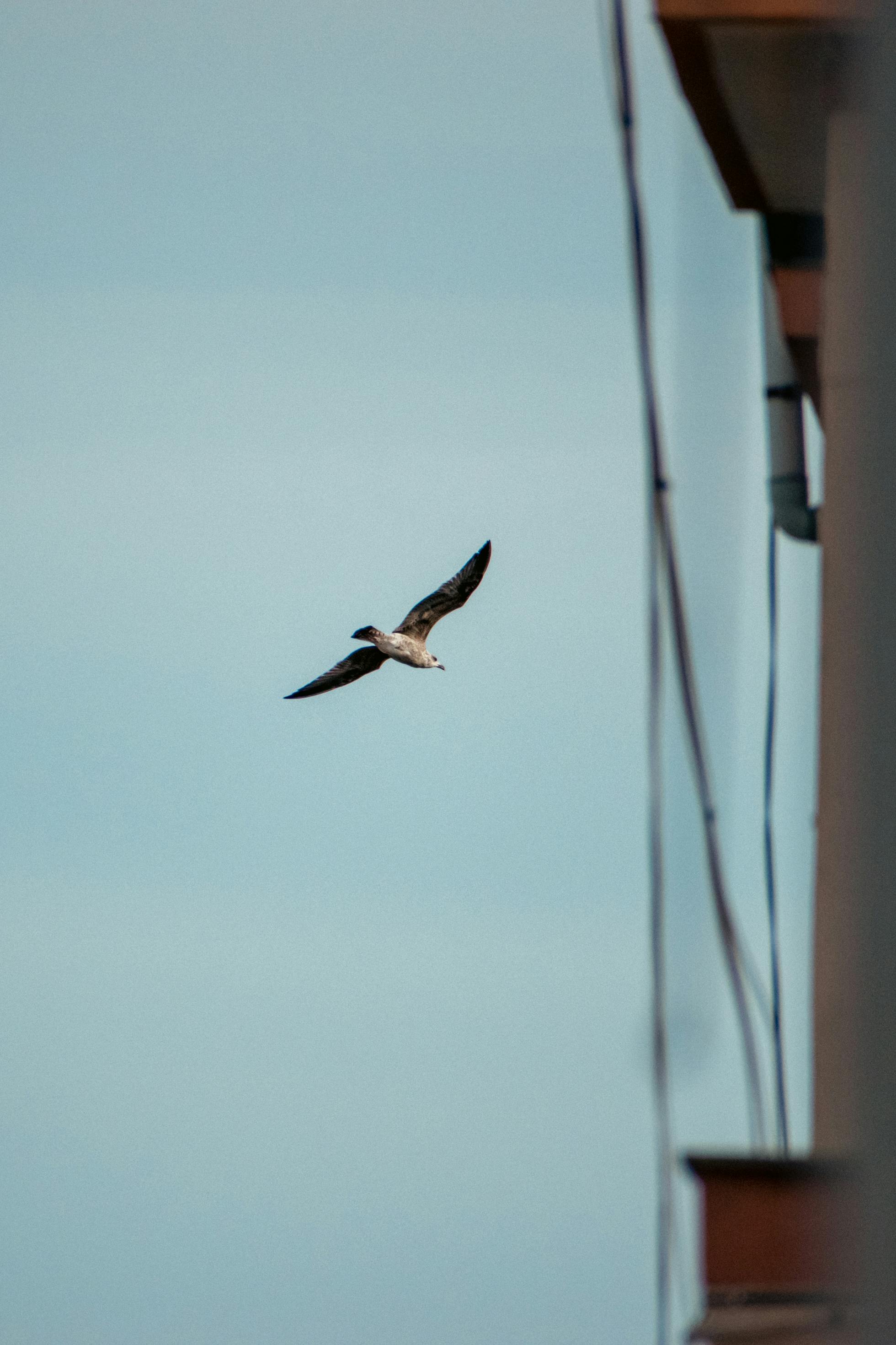 Bird Flying Near Building Wall · Free Stock Photo
