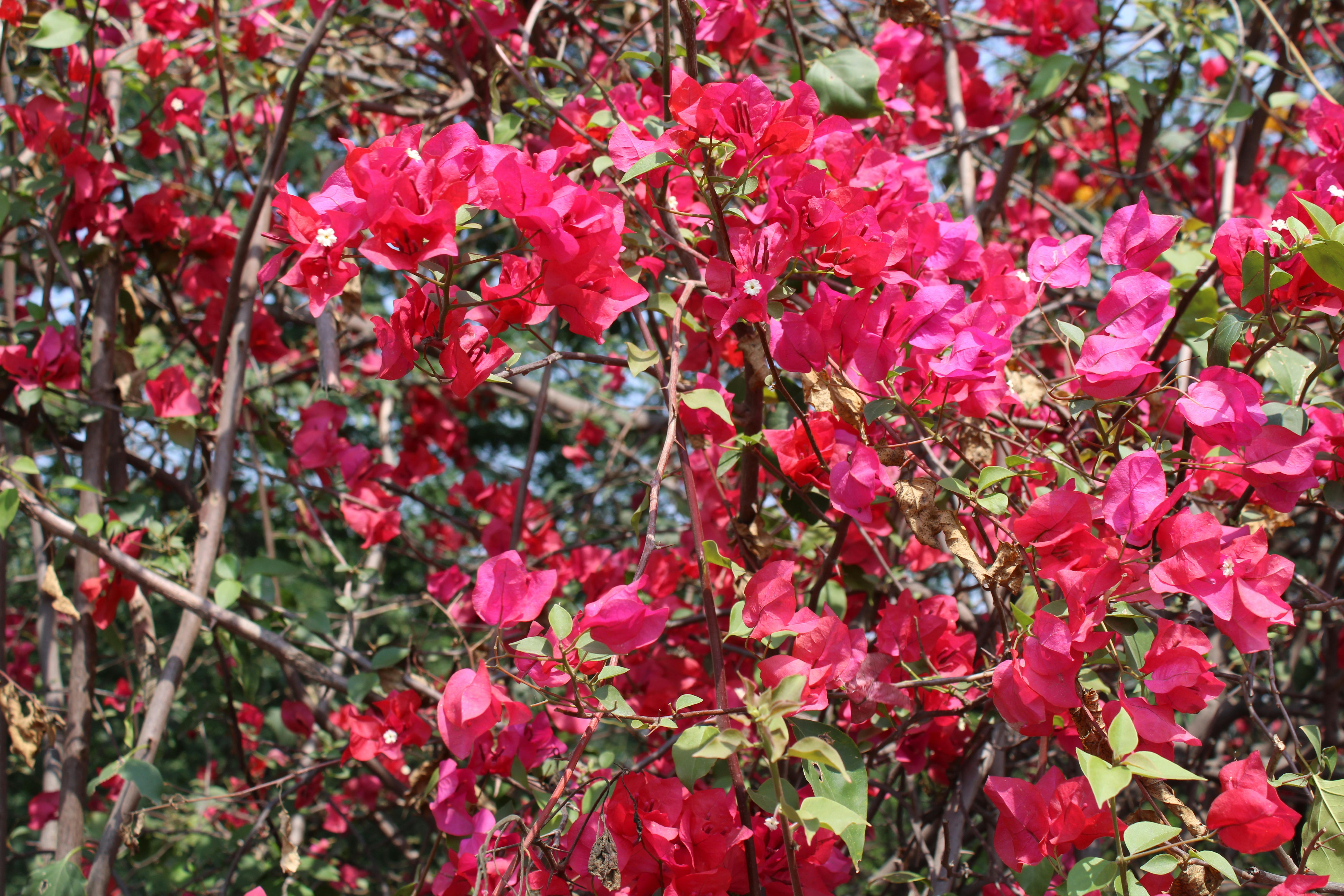 Antara Verma - Photography