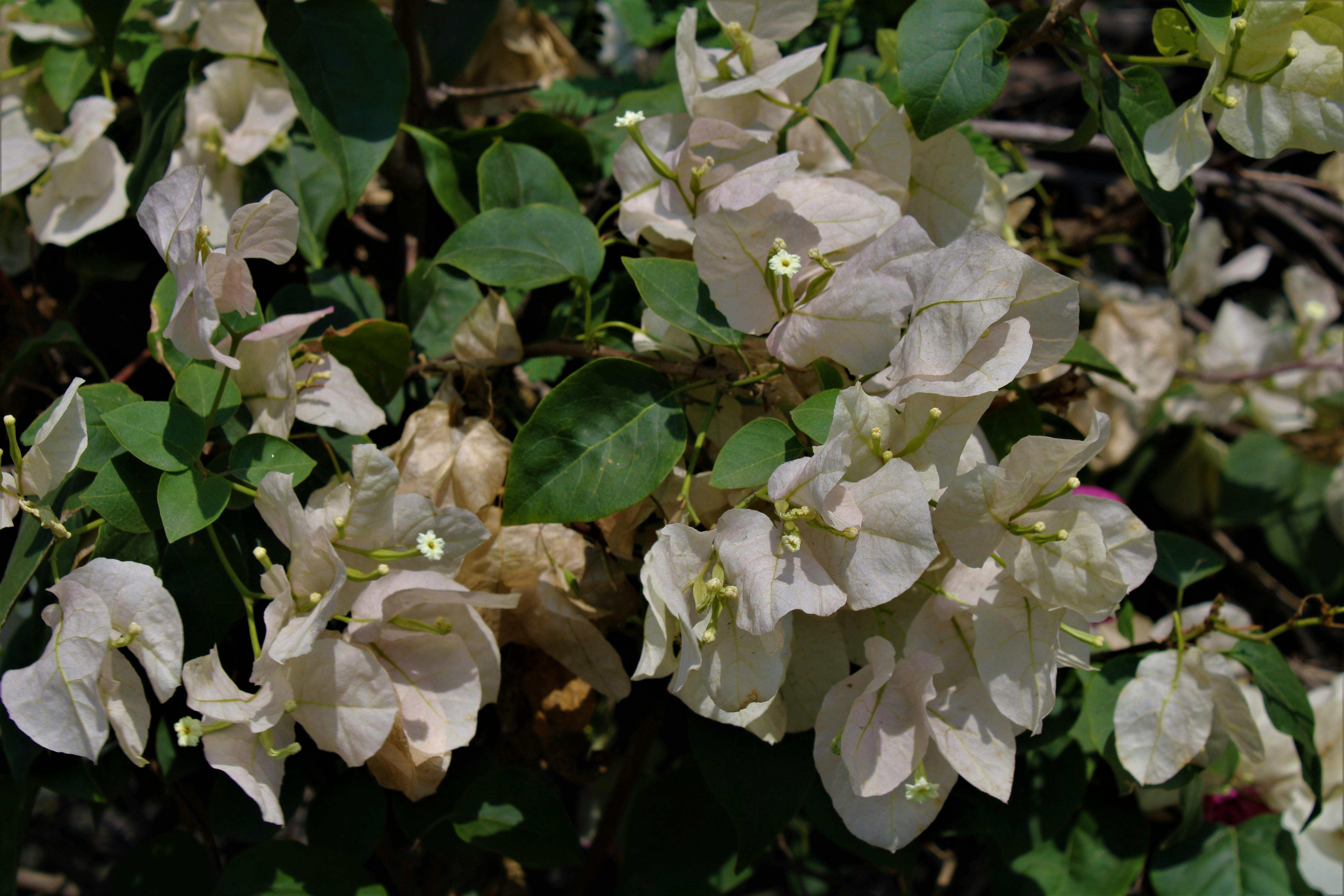 Antara Verma - Fotoğrafçılık