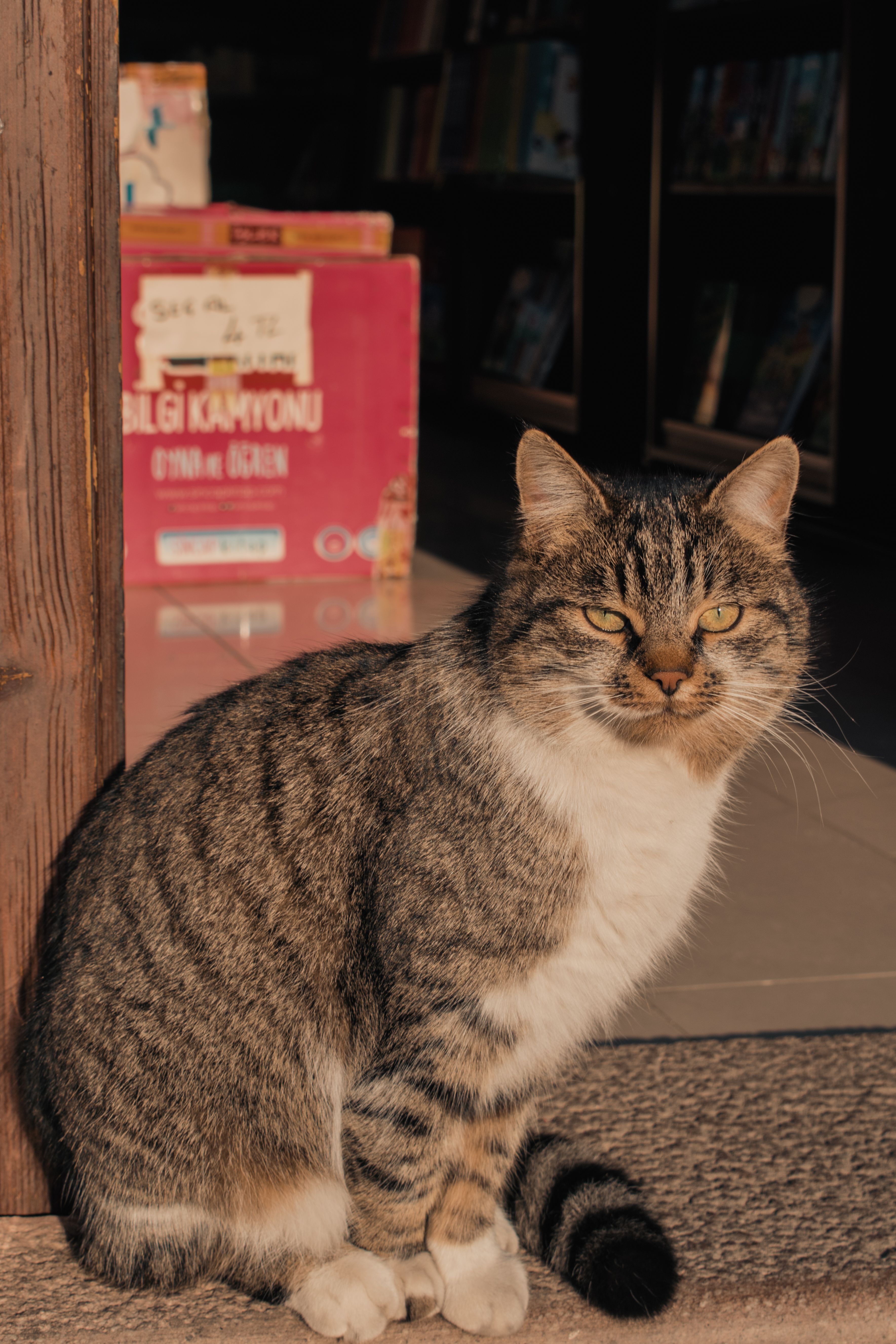 Foto de stock gratuita sobre curiosidad, fotografía de animales, gato ...