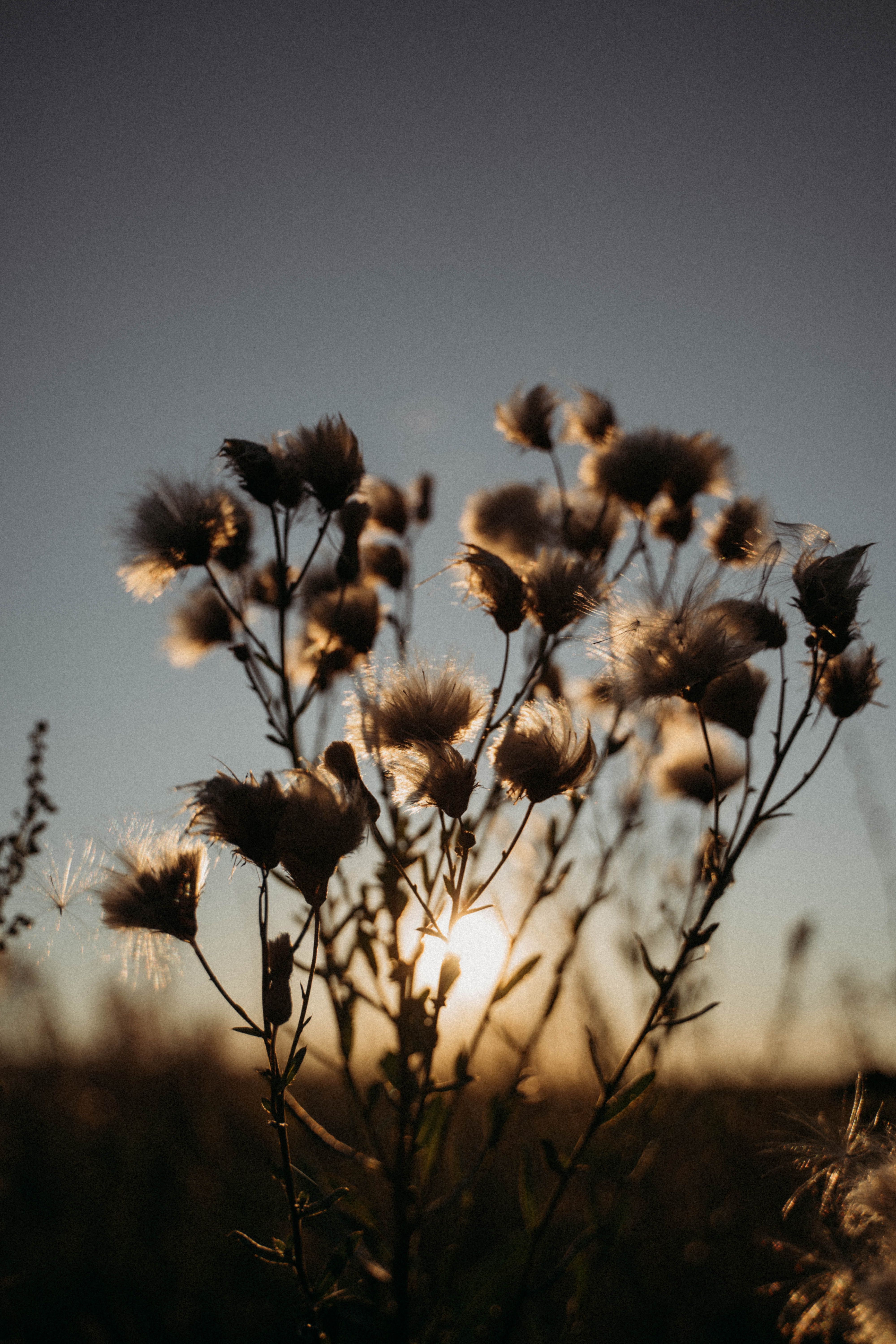Vertical Pictures Of Sunsets And Wildflower Fields Photos, Download The ...