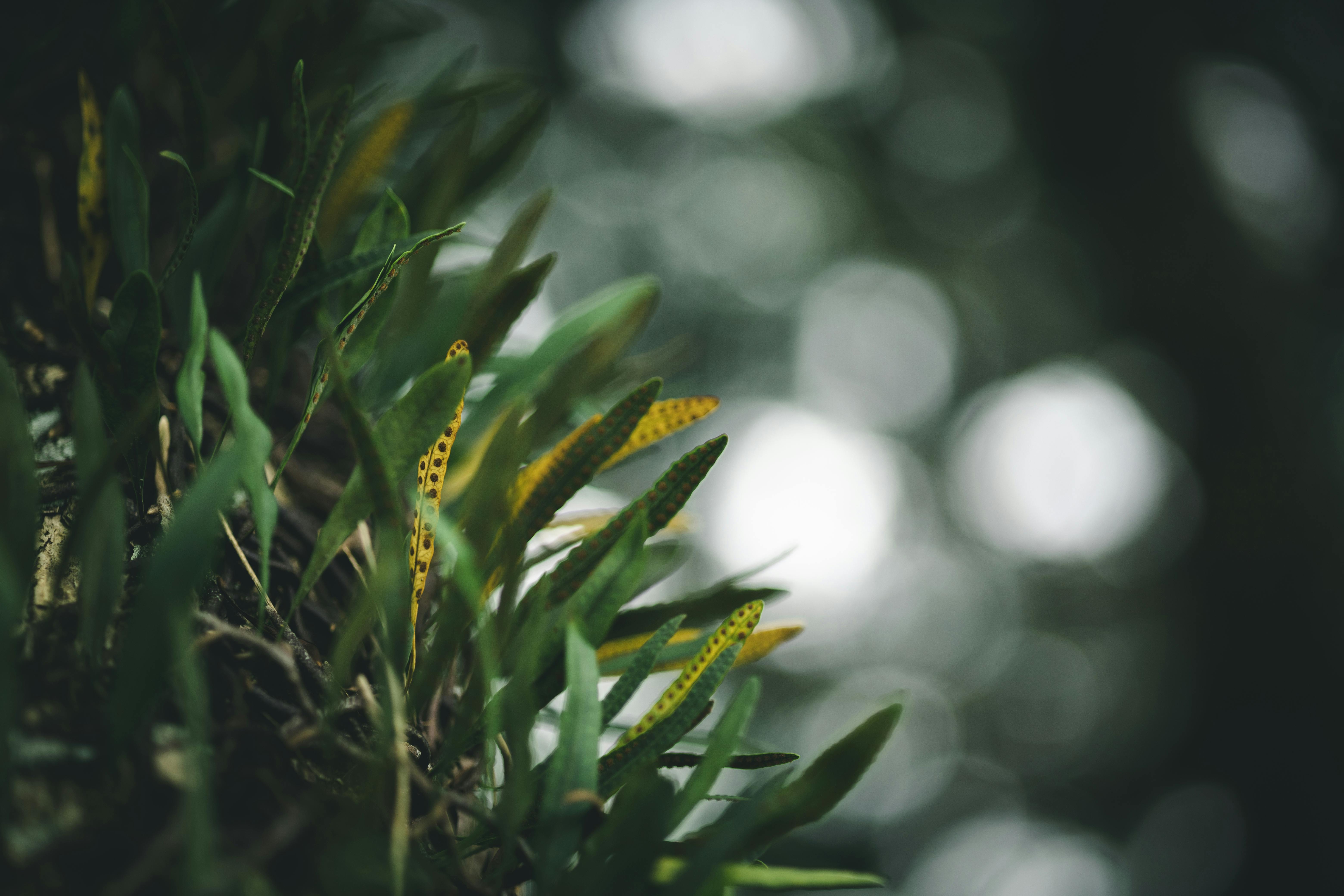 Fern Pl Photos, Download The BEST Free Fern Pl Stock Photos & HD Images