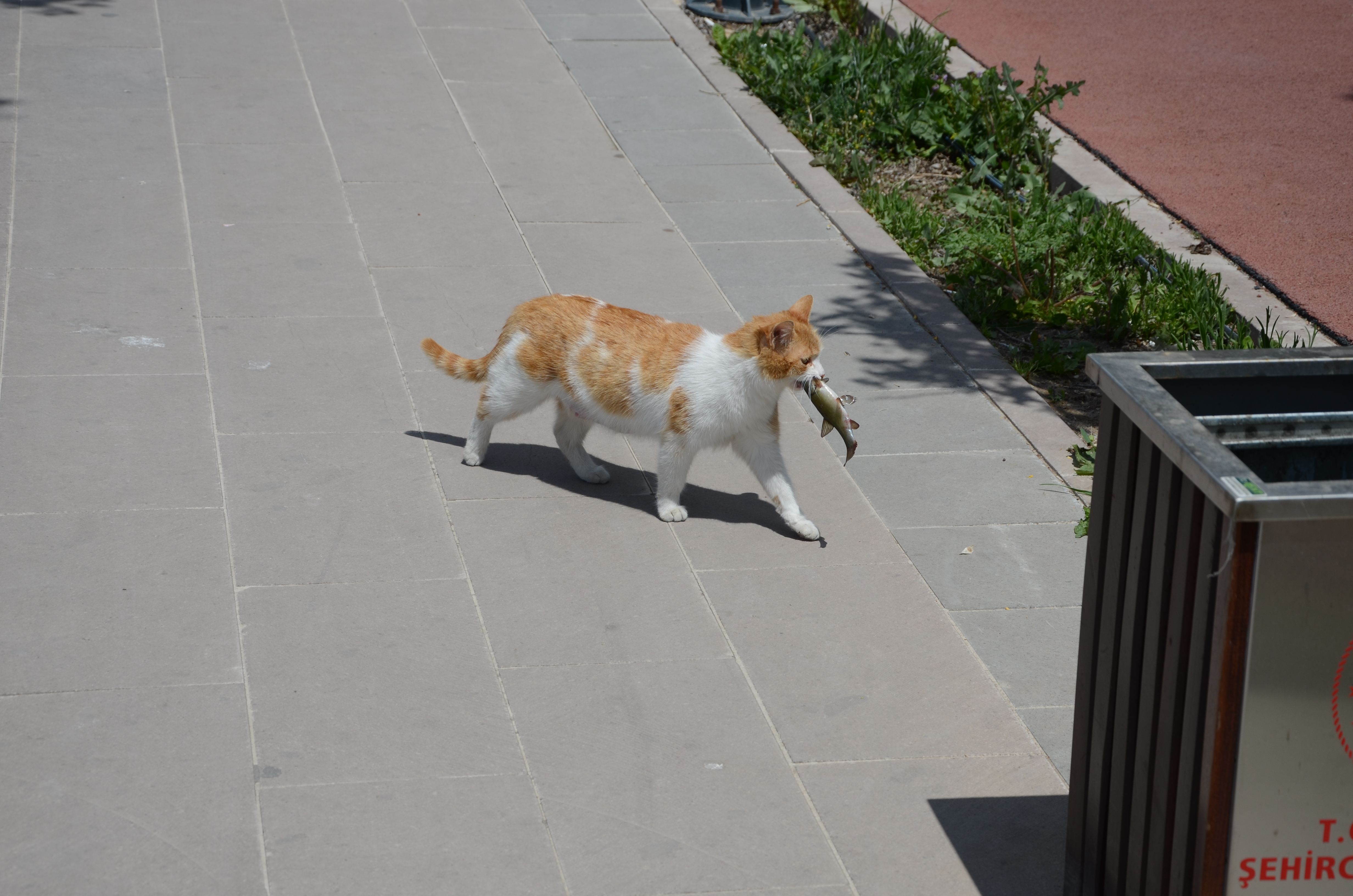 Cat Walking on Pavement with a Fish in its Mouth · Free Stock Photo