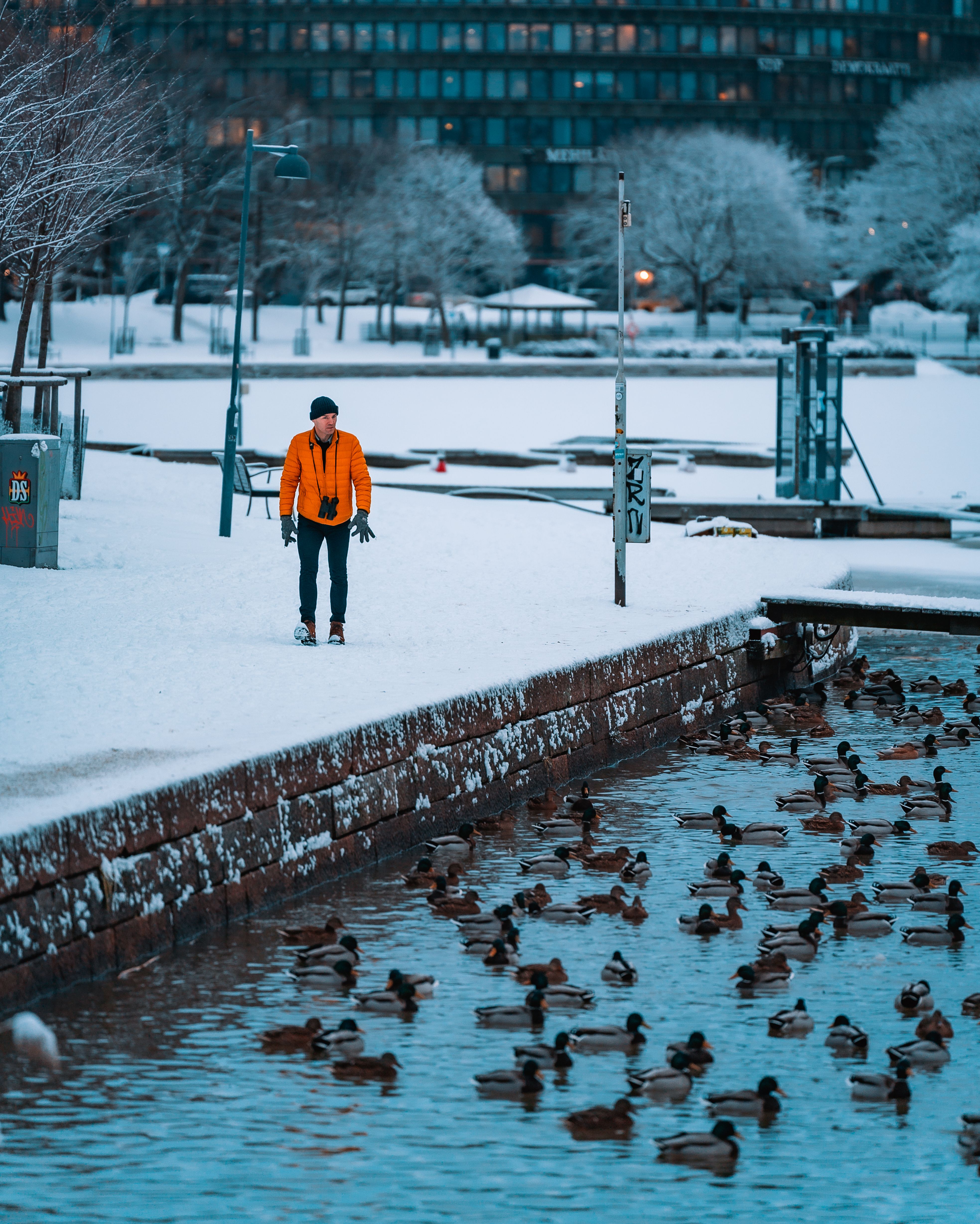 Man Standing and Looking at Ducks in a Pond · Free Stock Photo