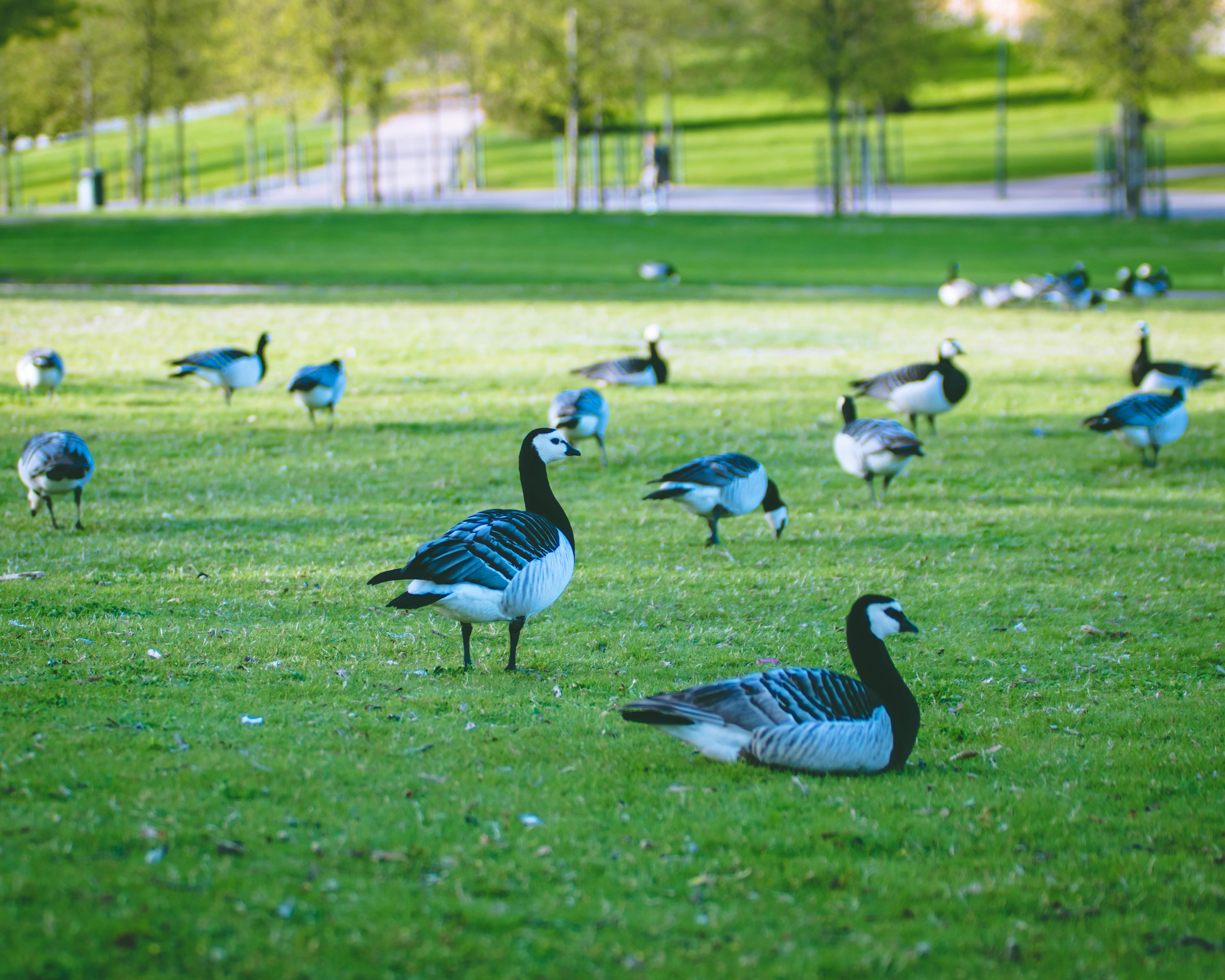 Two Canadian Geese On Green Grass · Free Stock Photo