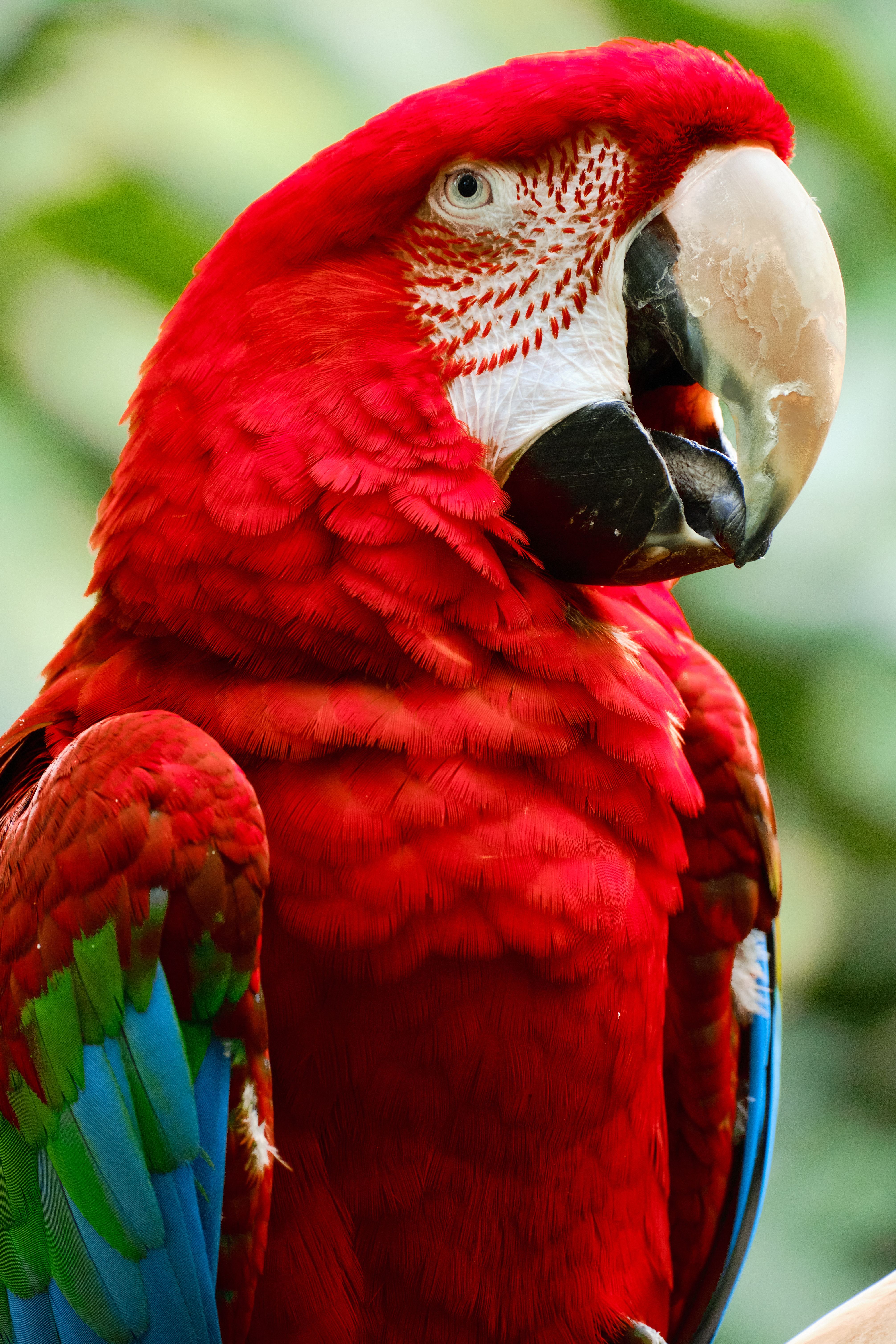 Foto profissional gratuita de alegre, amazona, américa do sul, amigo do ...