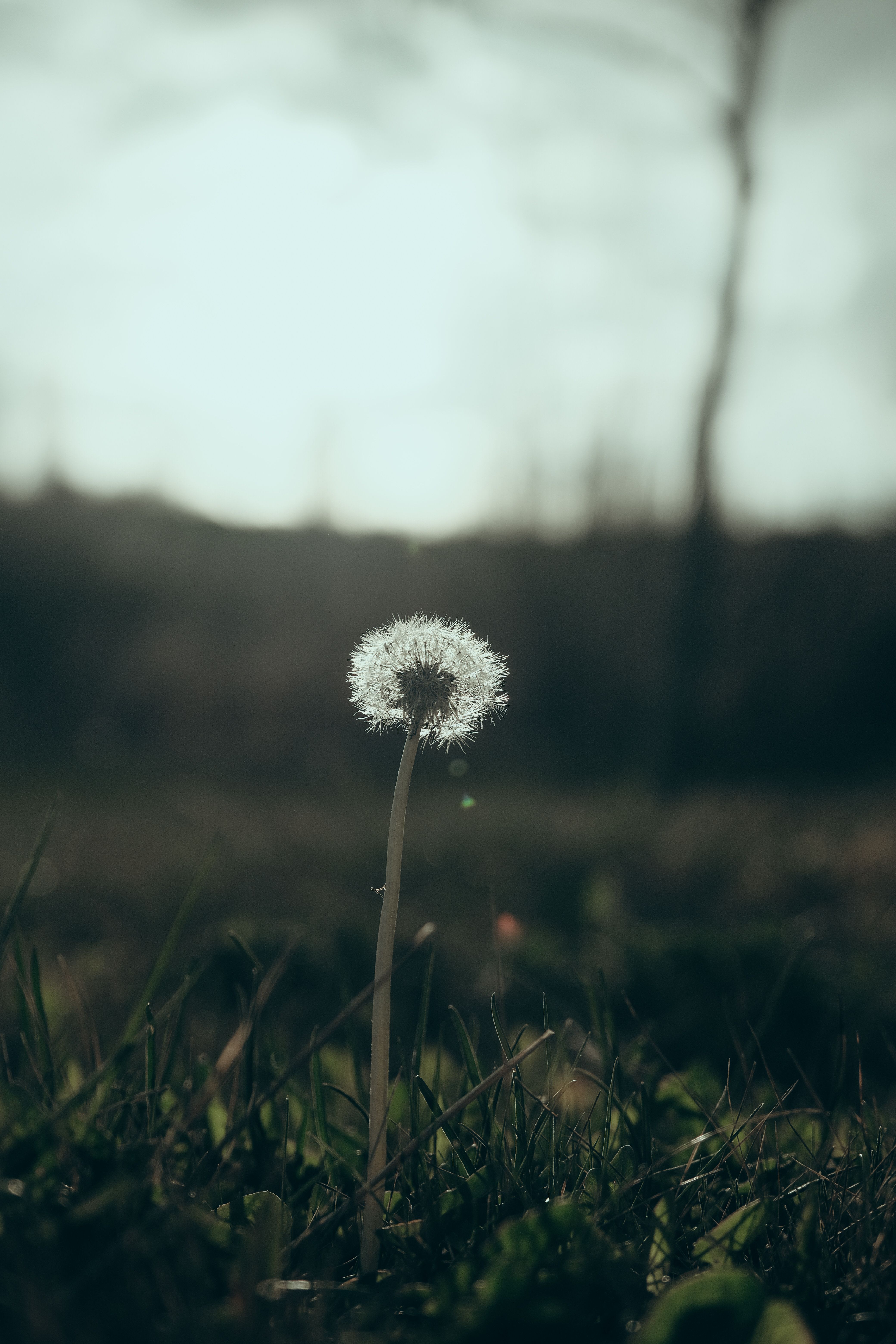 A dandelion in the grass with a tree in the background · Free Stock Photo