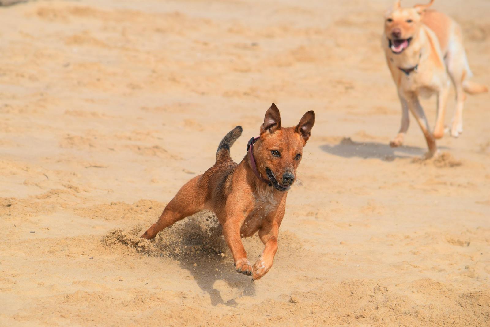 Running With Dogs Photos, Download The BEST Free Running With Dogs ...