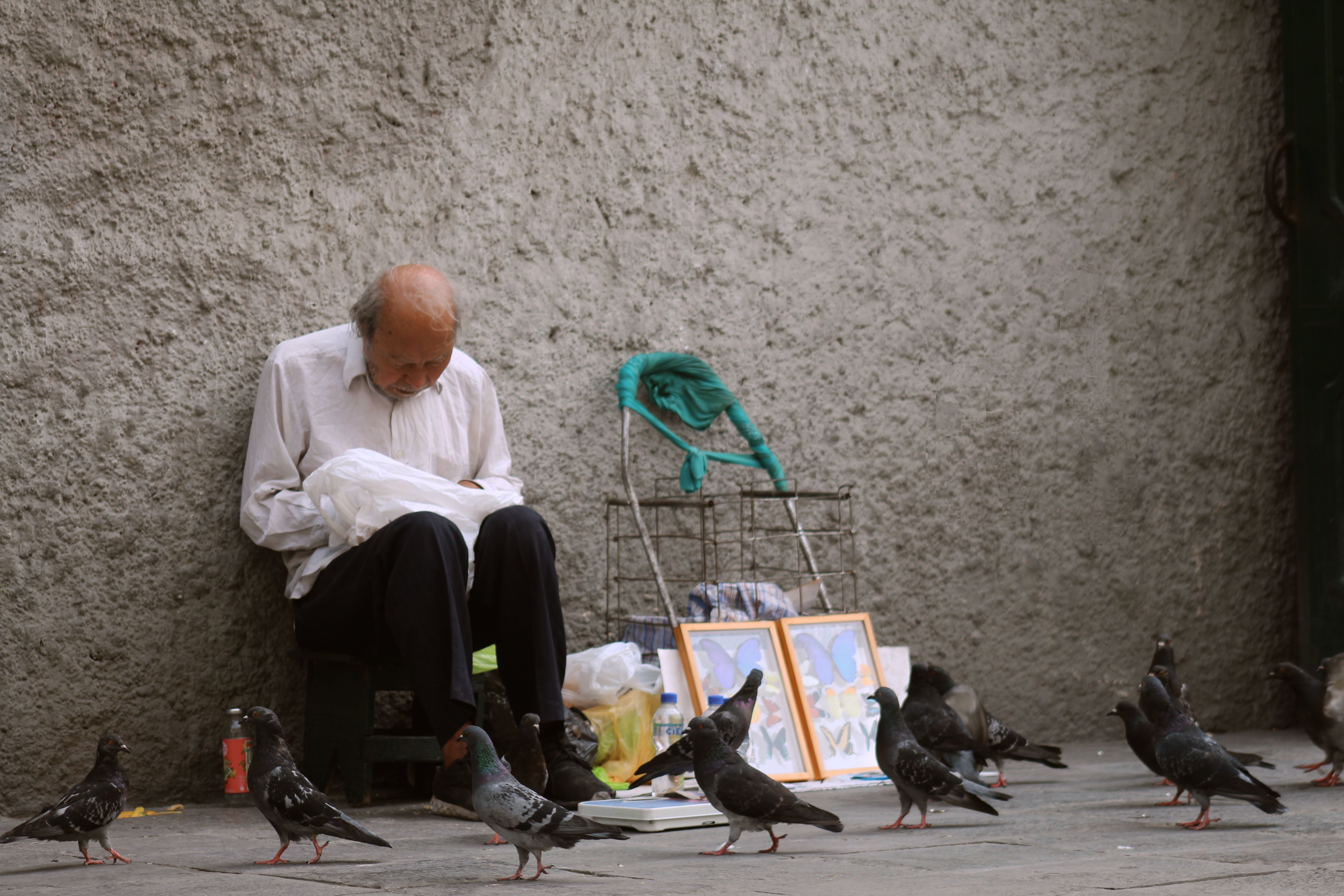 Senior man feeding birds on street · Free Stock Photo