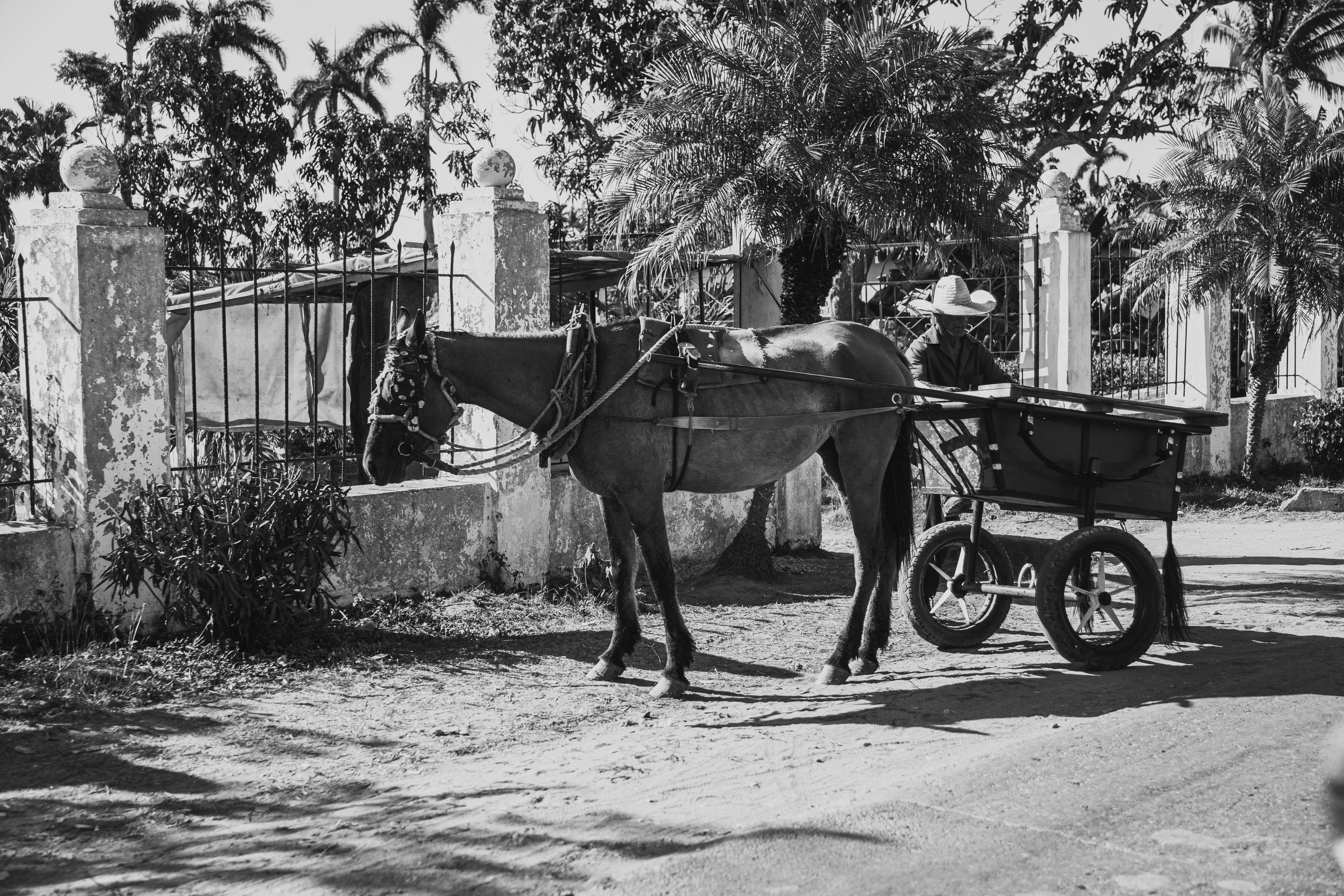 Kyckling Paseo Photos, Download The BEST Free Kyckling Paseo Stock ...