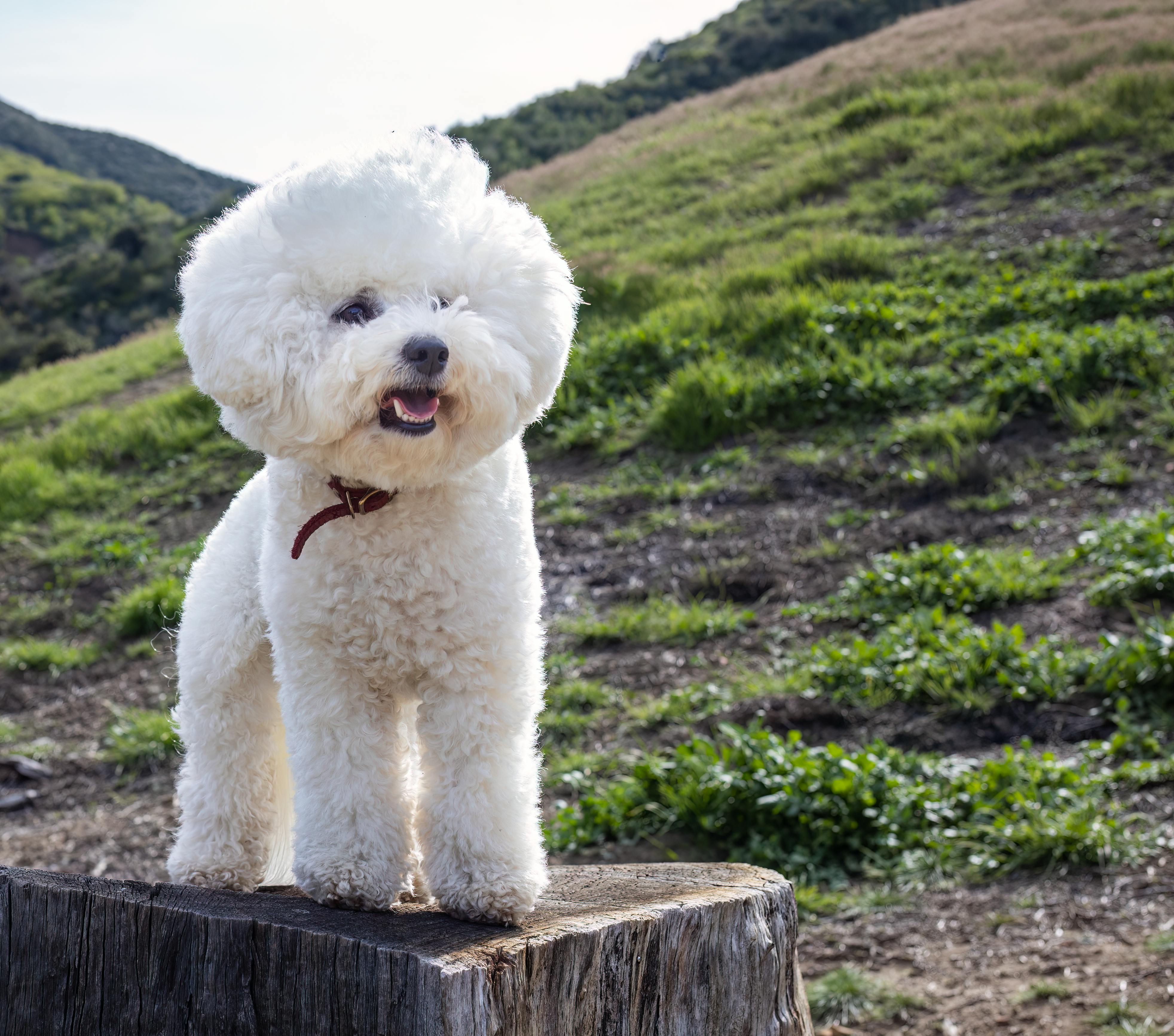 Bichon Frise Standing on a Tree Trunk · Free Stock Photo