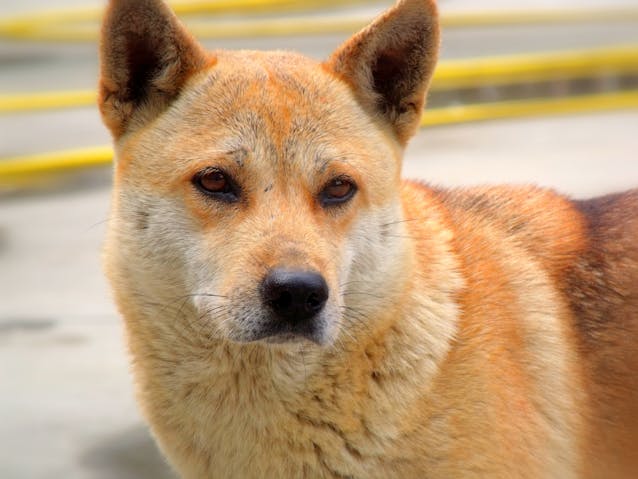 Discovering Korean Breeds of Dogs: Ancient Loyalty and Love