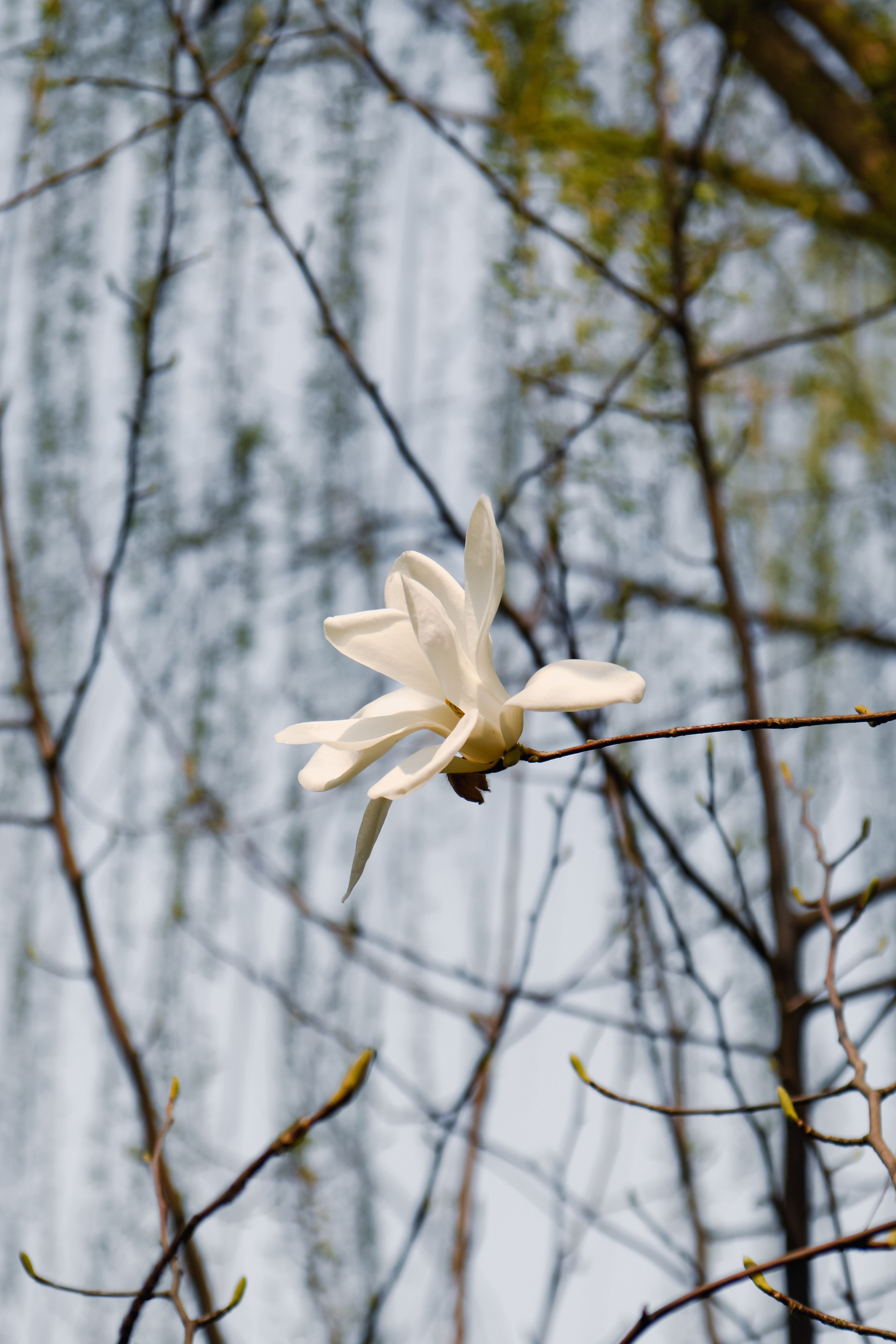 Close-up of Magnolia Petals · Free Stock Photo