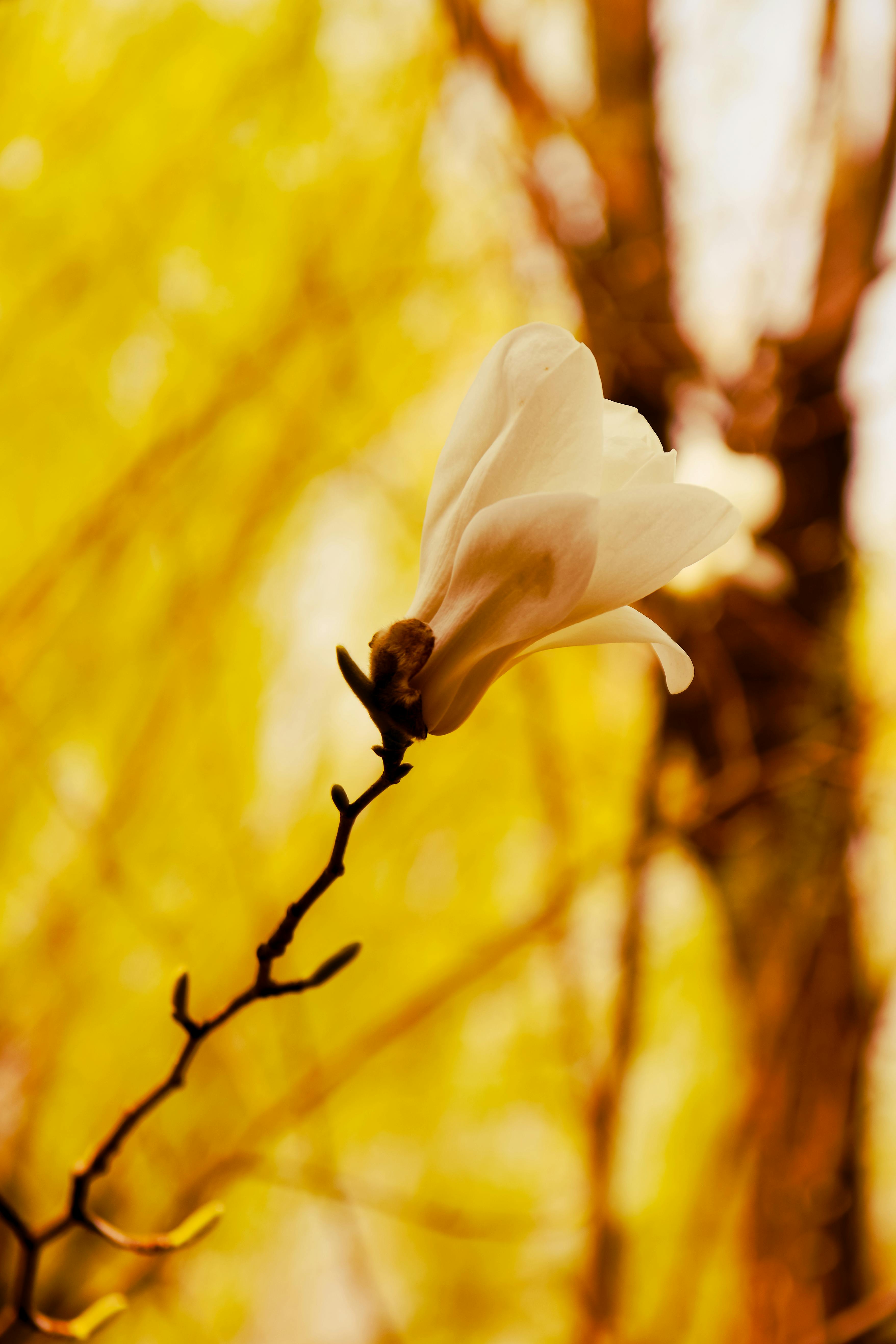 Sudarshan Flower Photos, Download The BEST Free Sudarshan Flower Stock ...