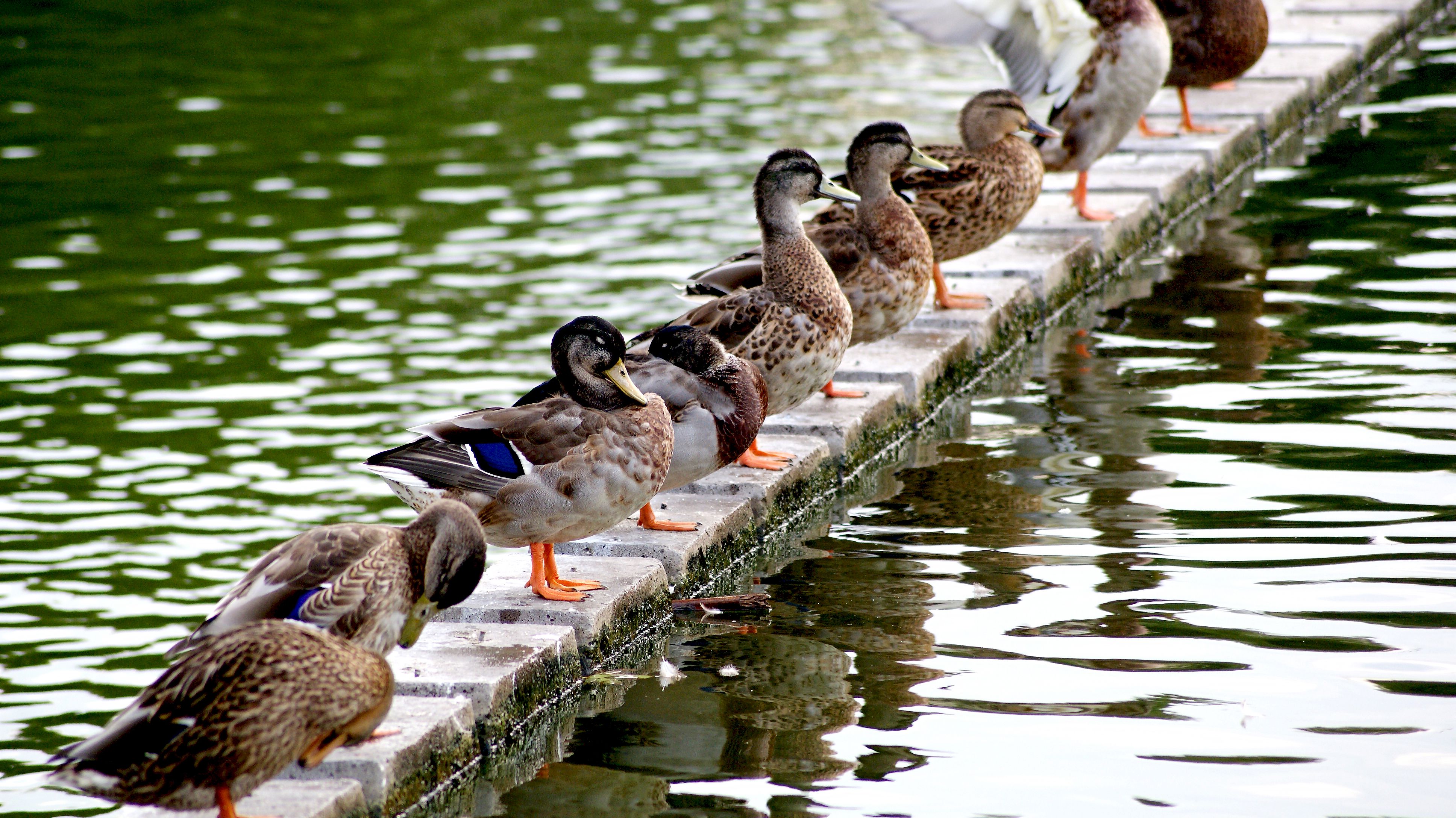 Ducks by River · Free Stock Photo