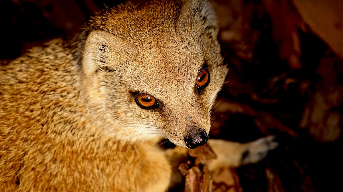 Mongoose Photos, Download The BEST Free Mongoose Stock Photos & HD Images
