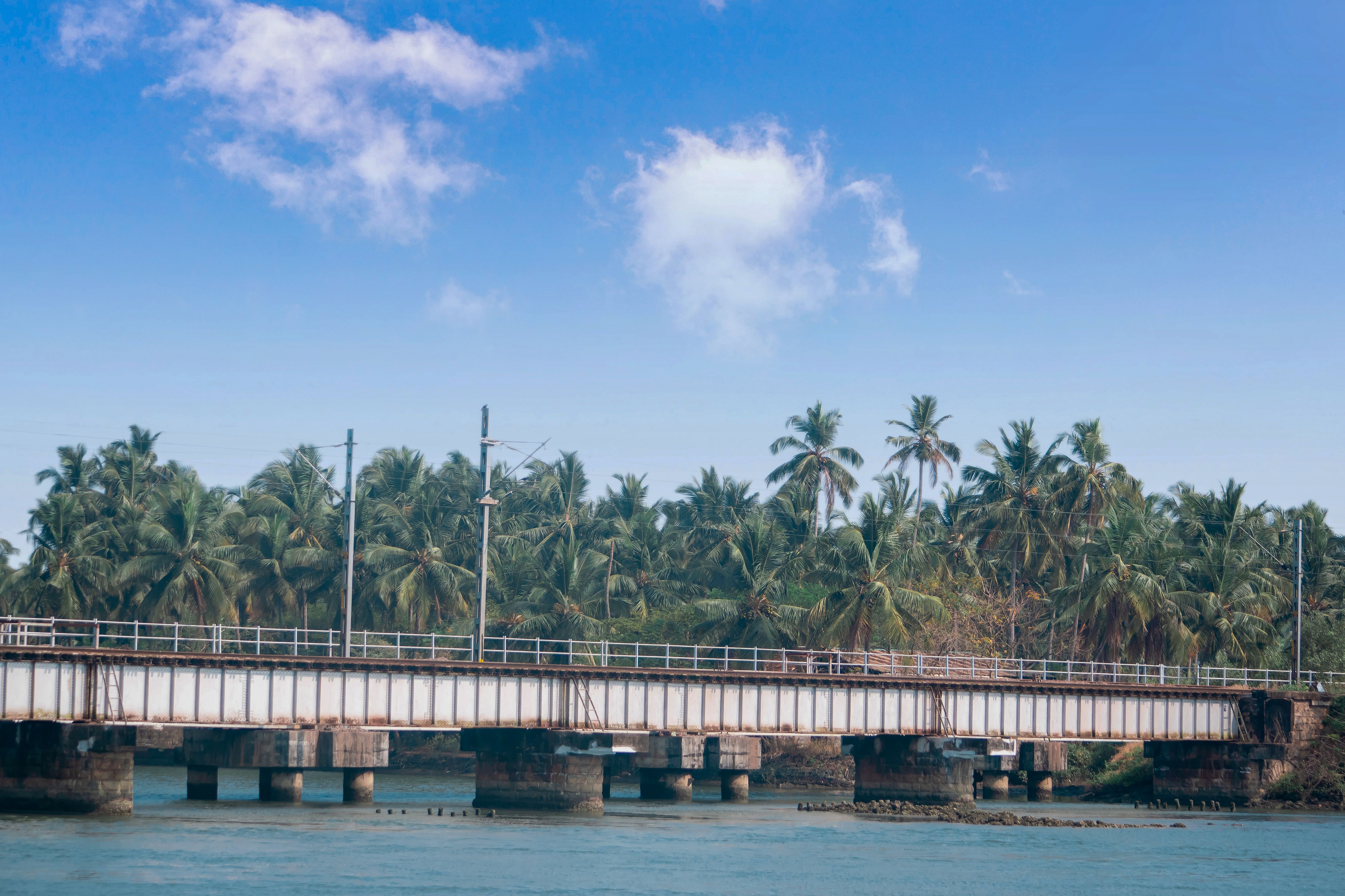 Palm Trees Growing by Bridge · Free Stock Photo