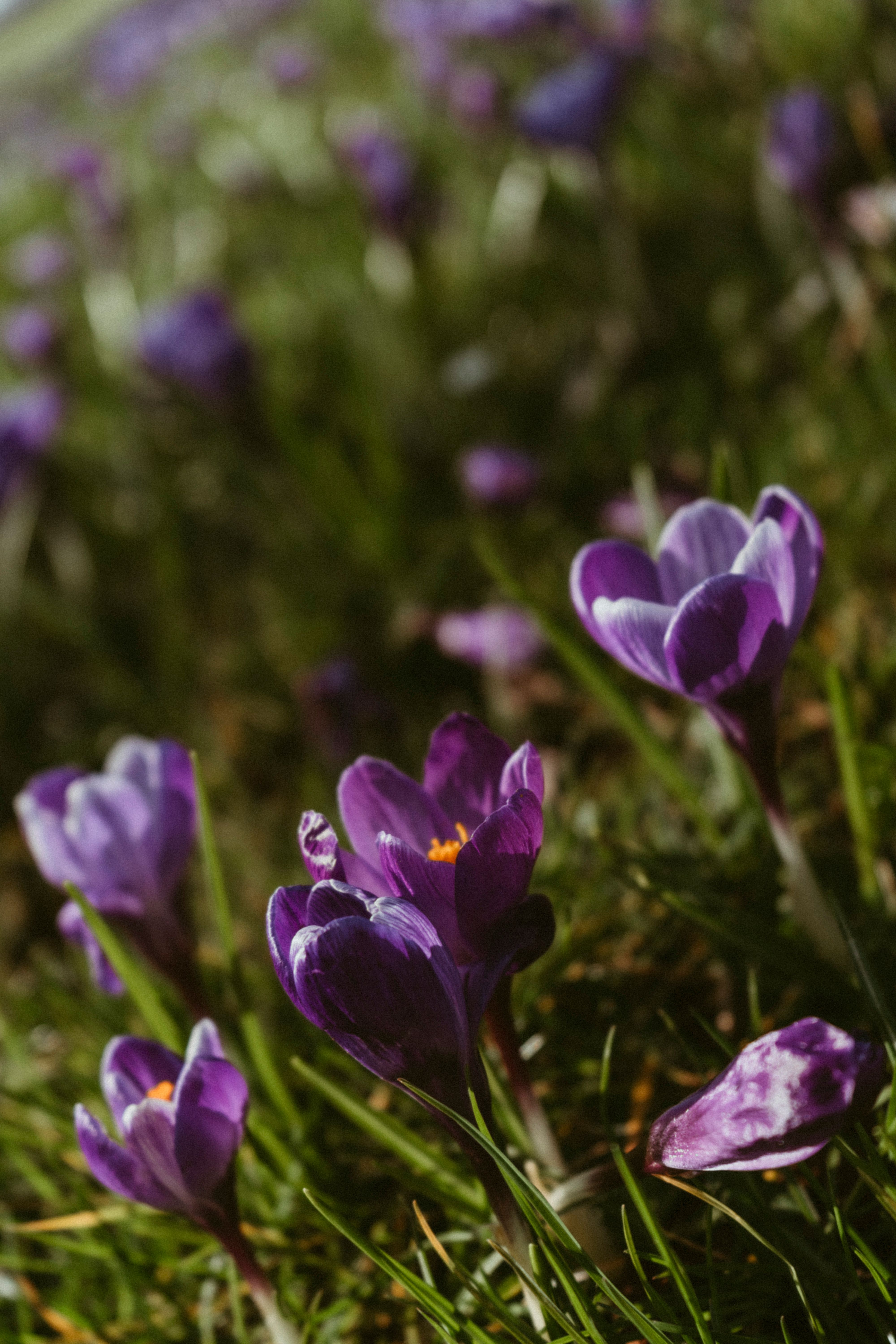 Close-up of Crocuses among Grass · Free Stock Photo