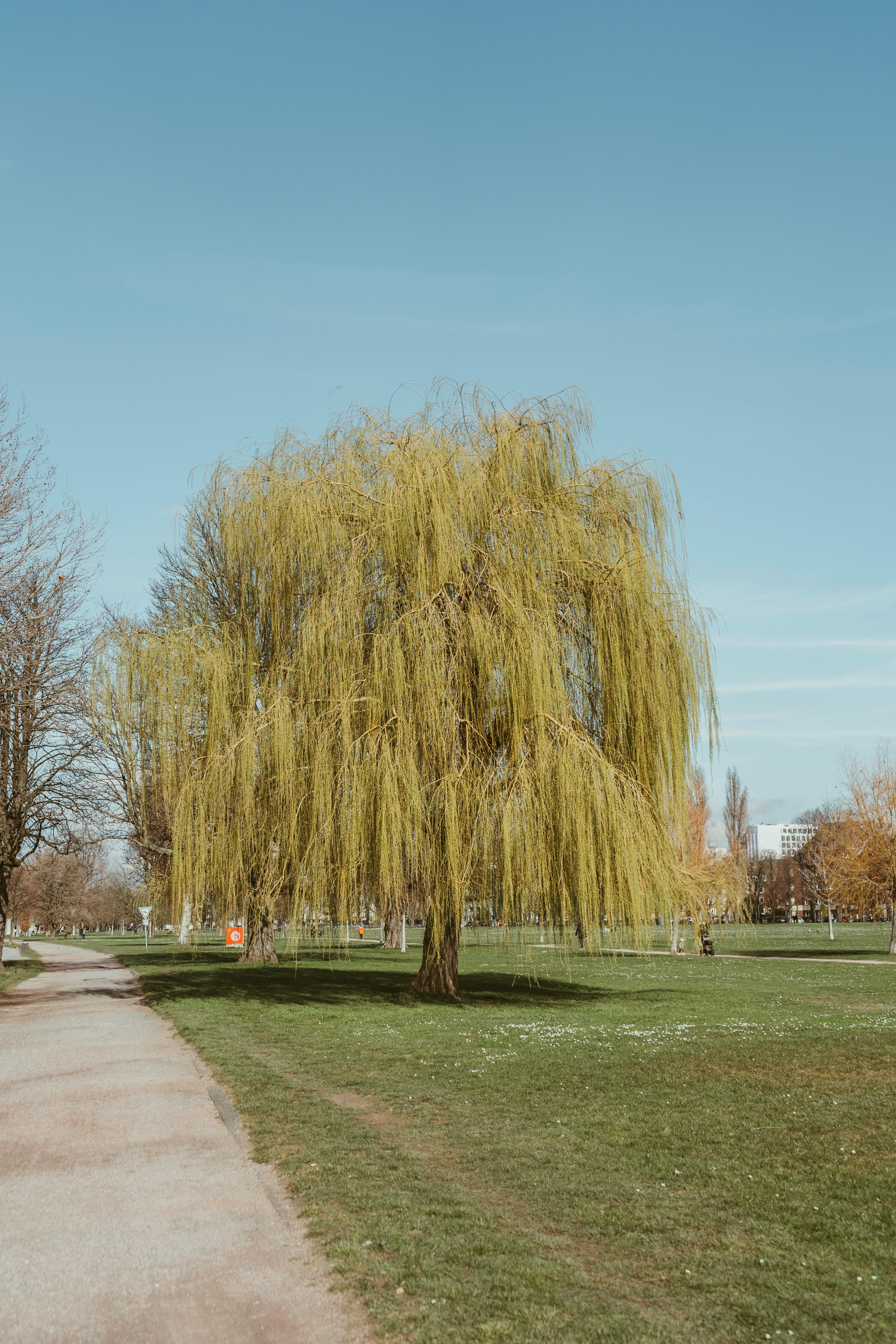 View of a Large Willow Tree by a Walkway in a Park under Clear, Blue ...